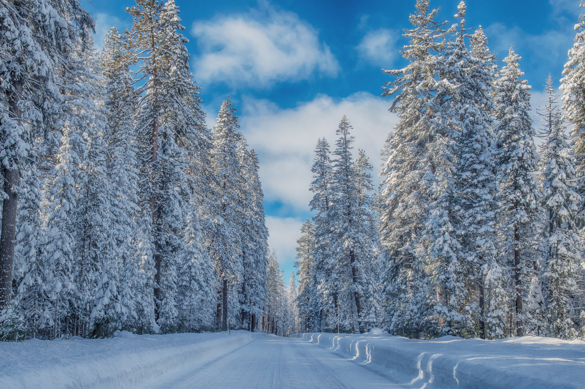 Download Snow Pine Forest Nature Winter HD Wallpaper