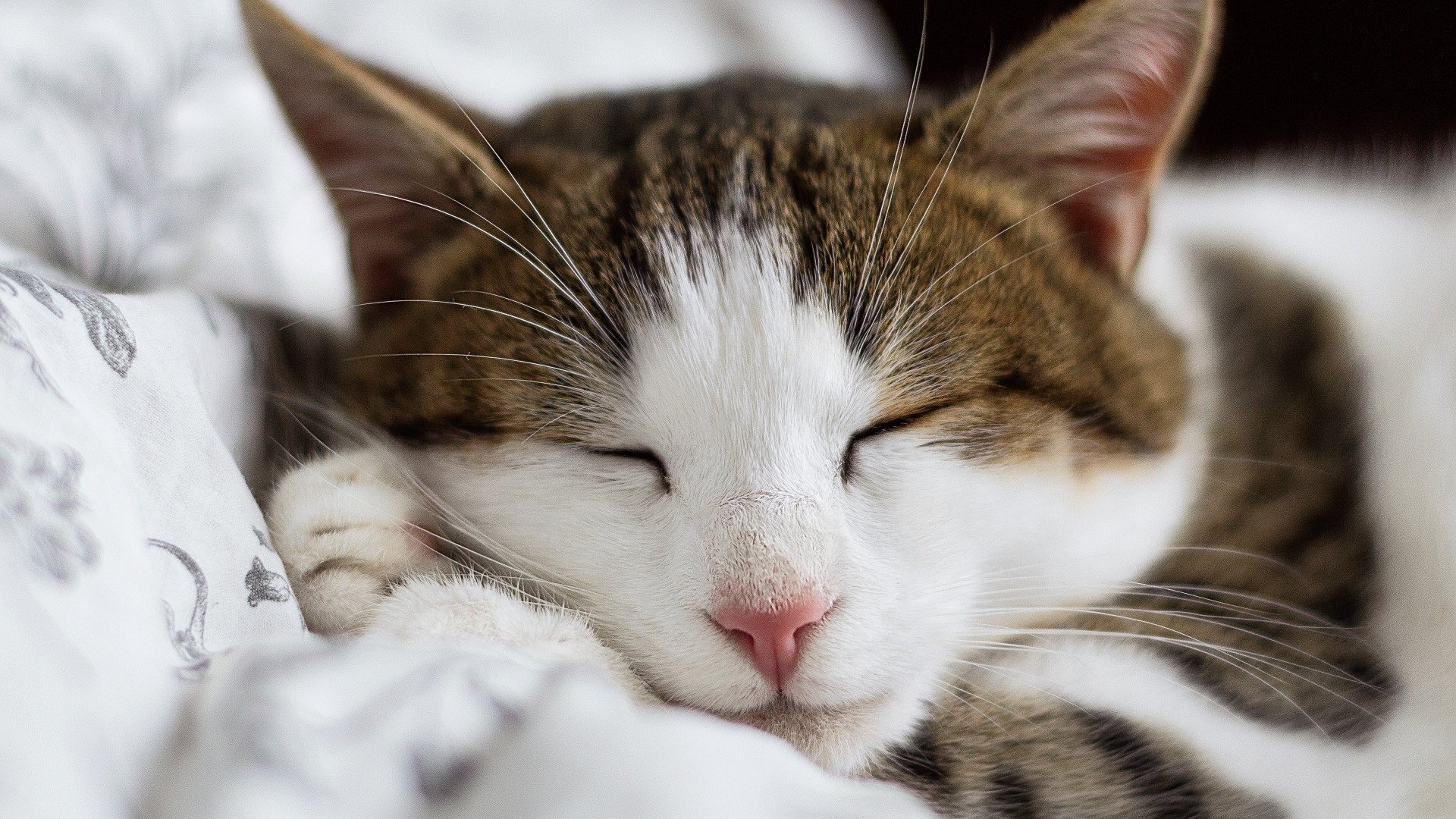 Cozy Slumber: HD Wallpaper of a Peaceful Sleeping Cat