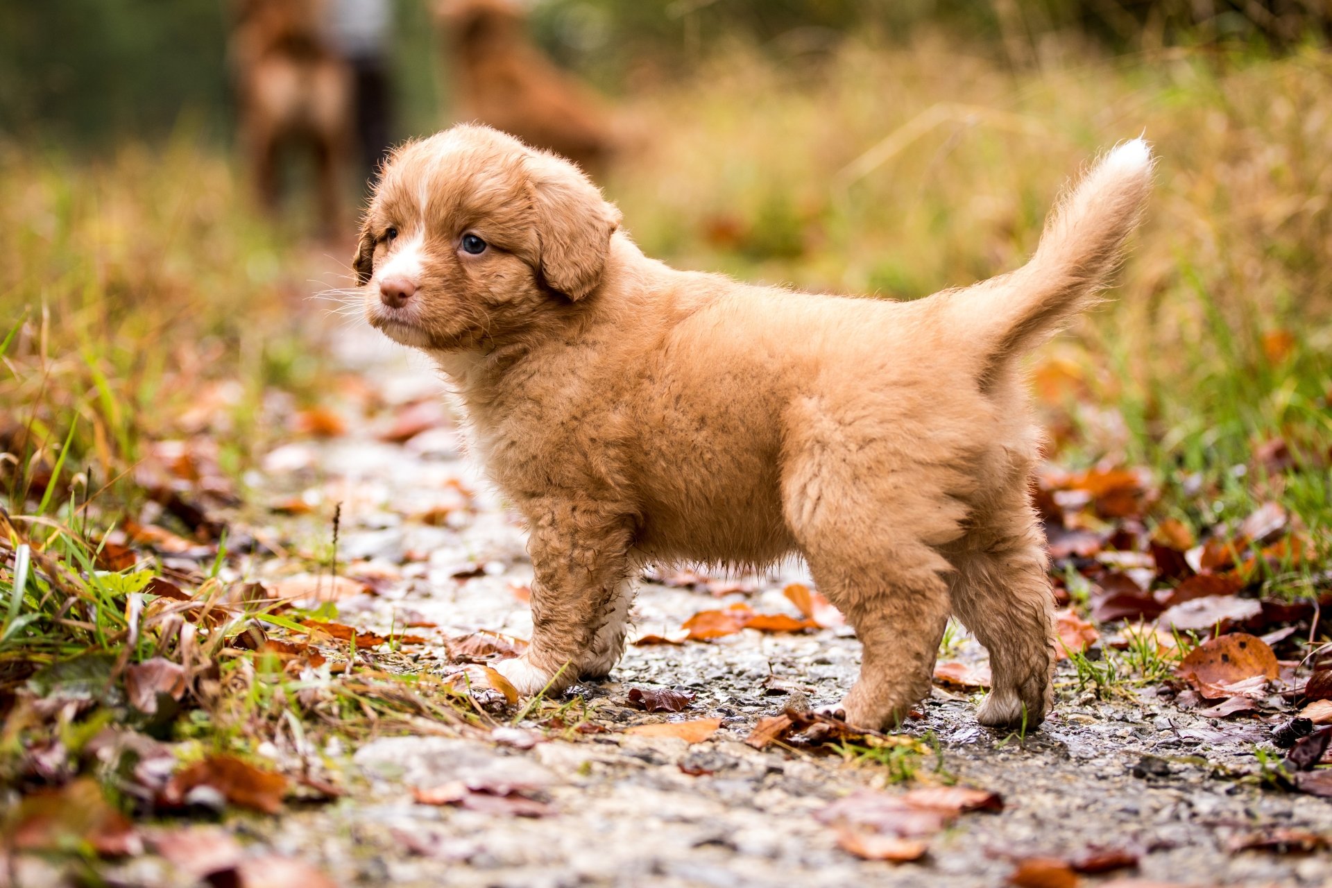 Download Puppy Baby Animal Dog Animal Nova Scotia Duck Tolling ...