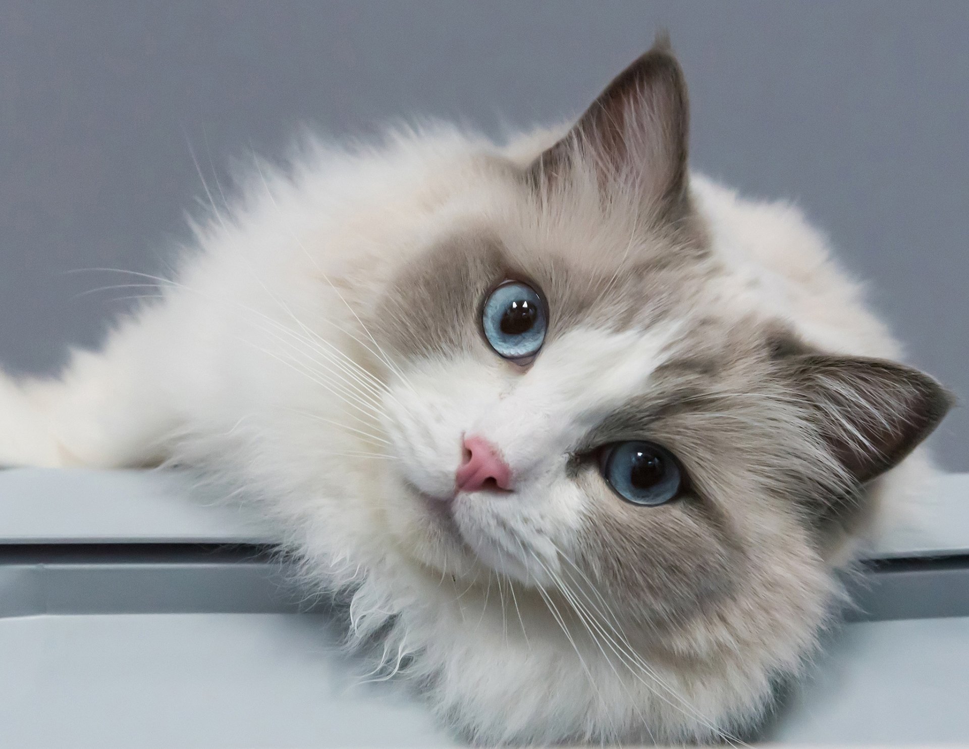 Download Ragdoll Stare Animal Cat HD Wallpaper