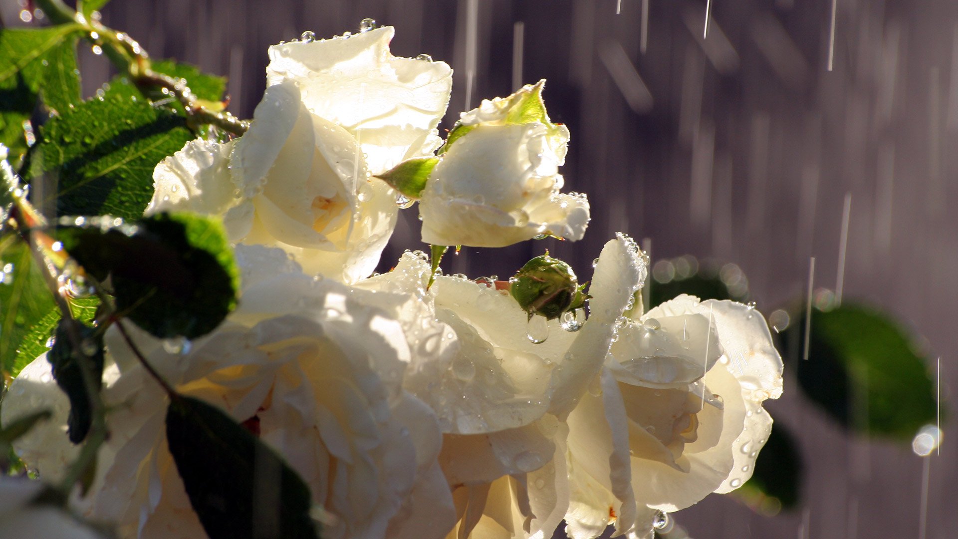 Radiant Roses in Rain: A Stunning HD Wallpaper