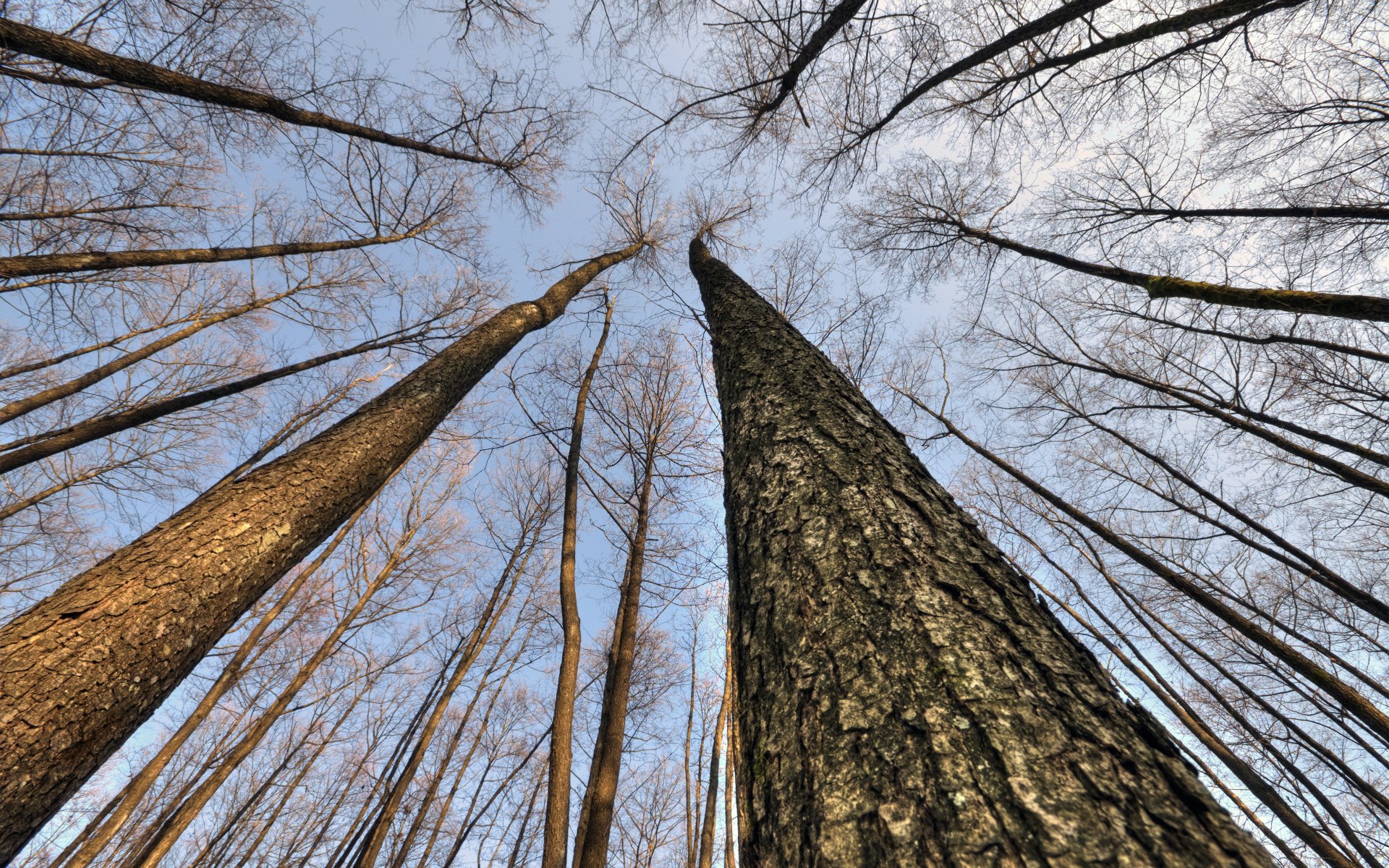 Download Sky Blue Tree Winter Nature Forest 4k Ultra HD Wallpaper by Uky