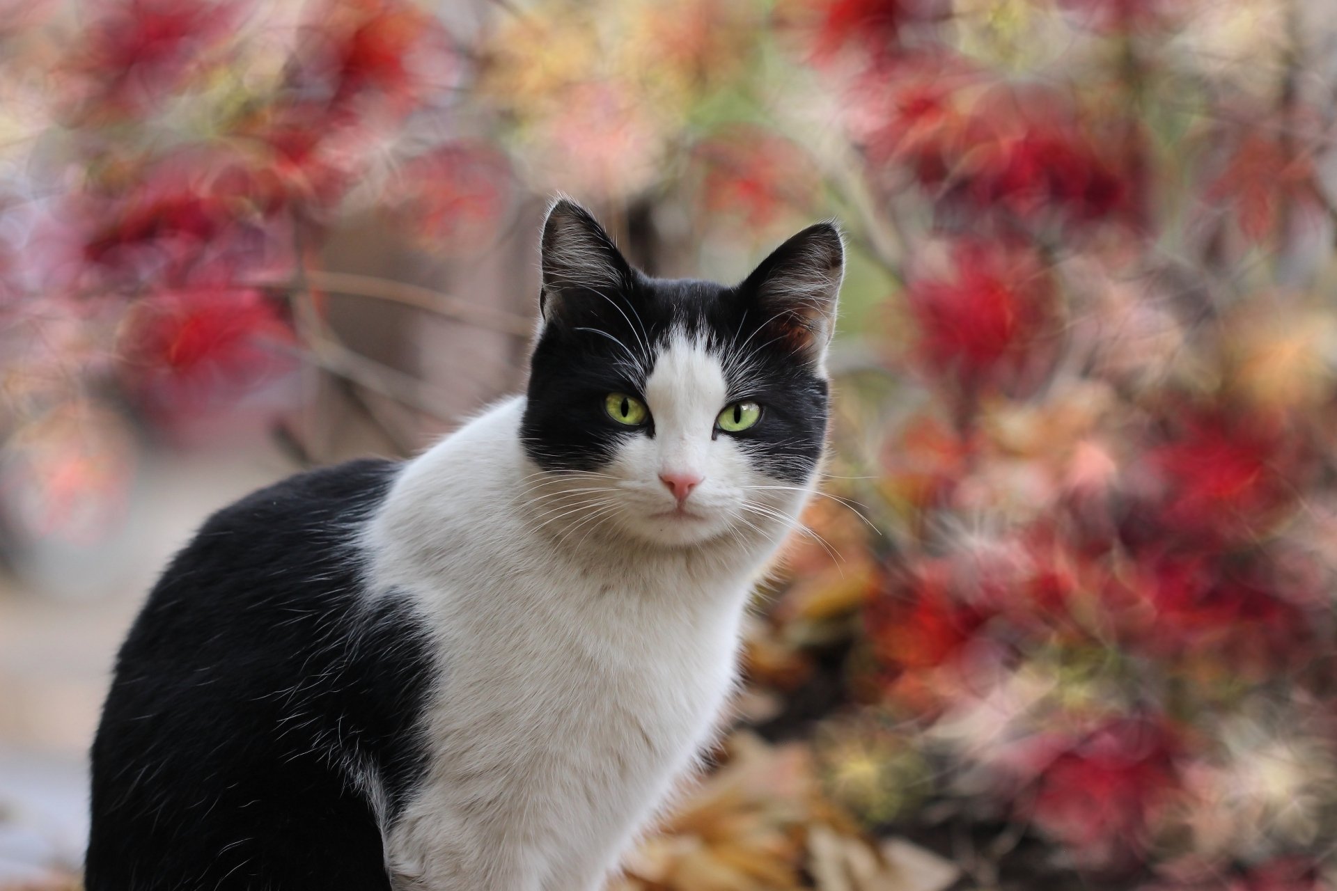 HD Cat Stare: Sharp Focus in a Colorful Blur