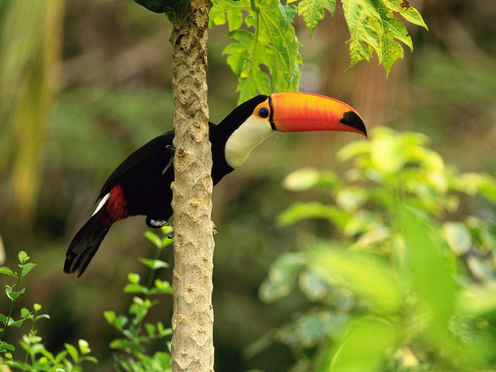 Toco Toucan HD: Vibrant Wildlife Beauty in Nature