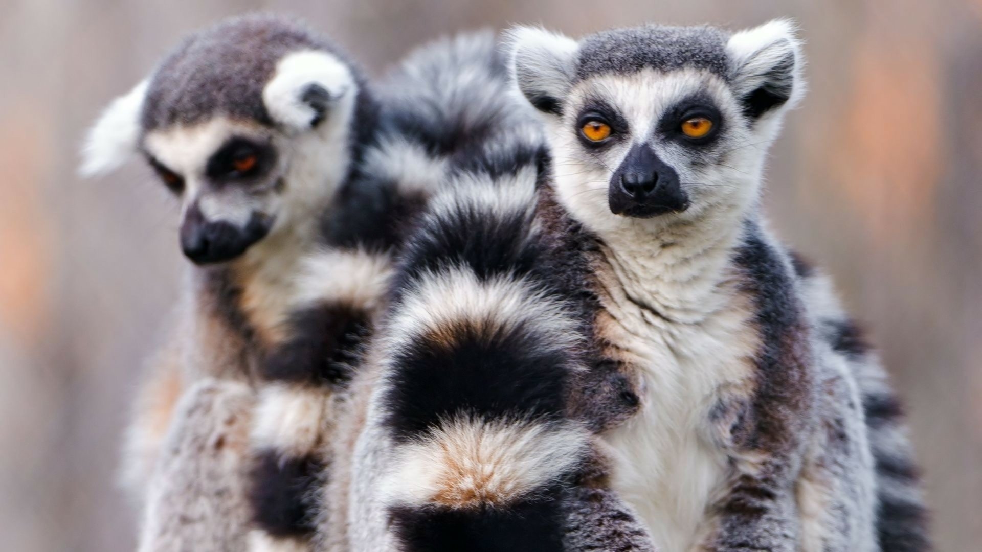 Download Animal Lemur HD Wallpaper