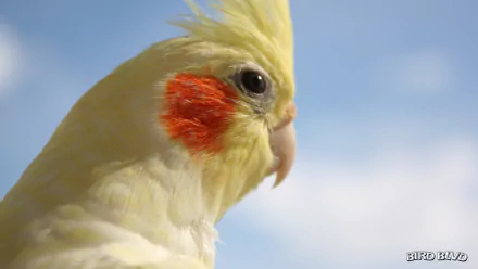 Cockatiel - Desktop Wallpapers, Phone Wallpaper, PFP, Gifs, and More!