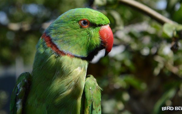 Rose-ringed Parakeet - Desktop Wallpapers, Phone Wallpaper, PFP, Gifs ...