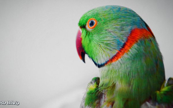 Rose-ringed Parakeet - Desktop Wallpapers, Phone Wallpaper, PFP, Gifs ...