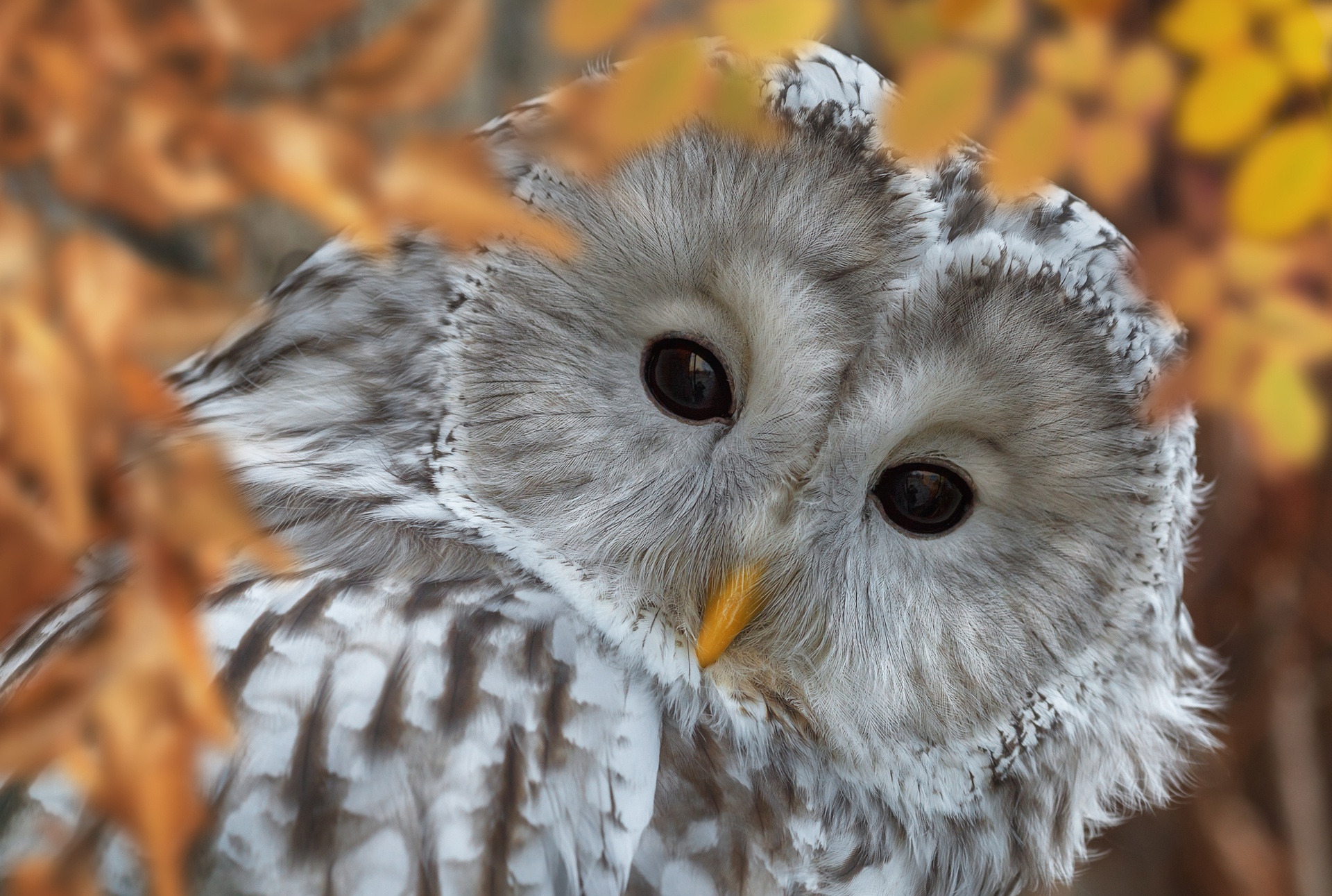 Owl Wallpaper Beautiful Free