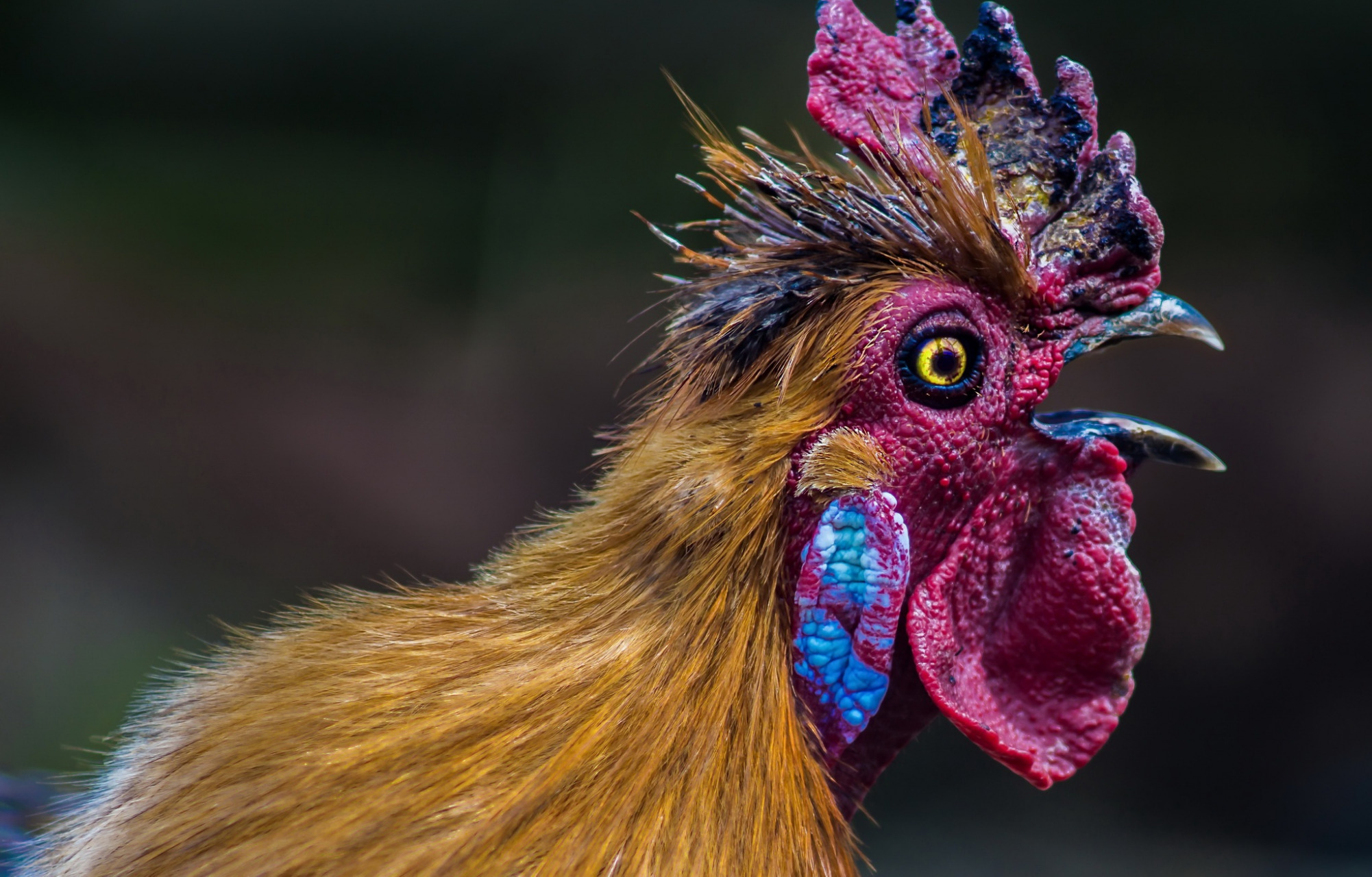 Download Animal Rooster HD Wallpaper