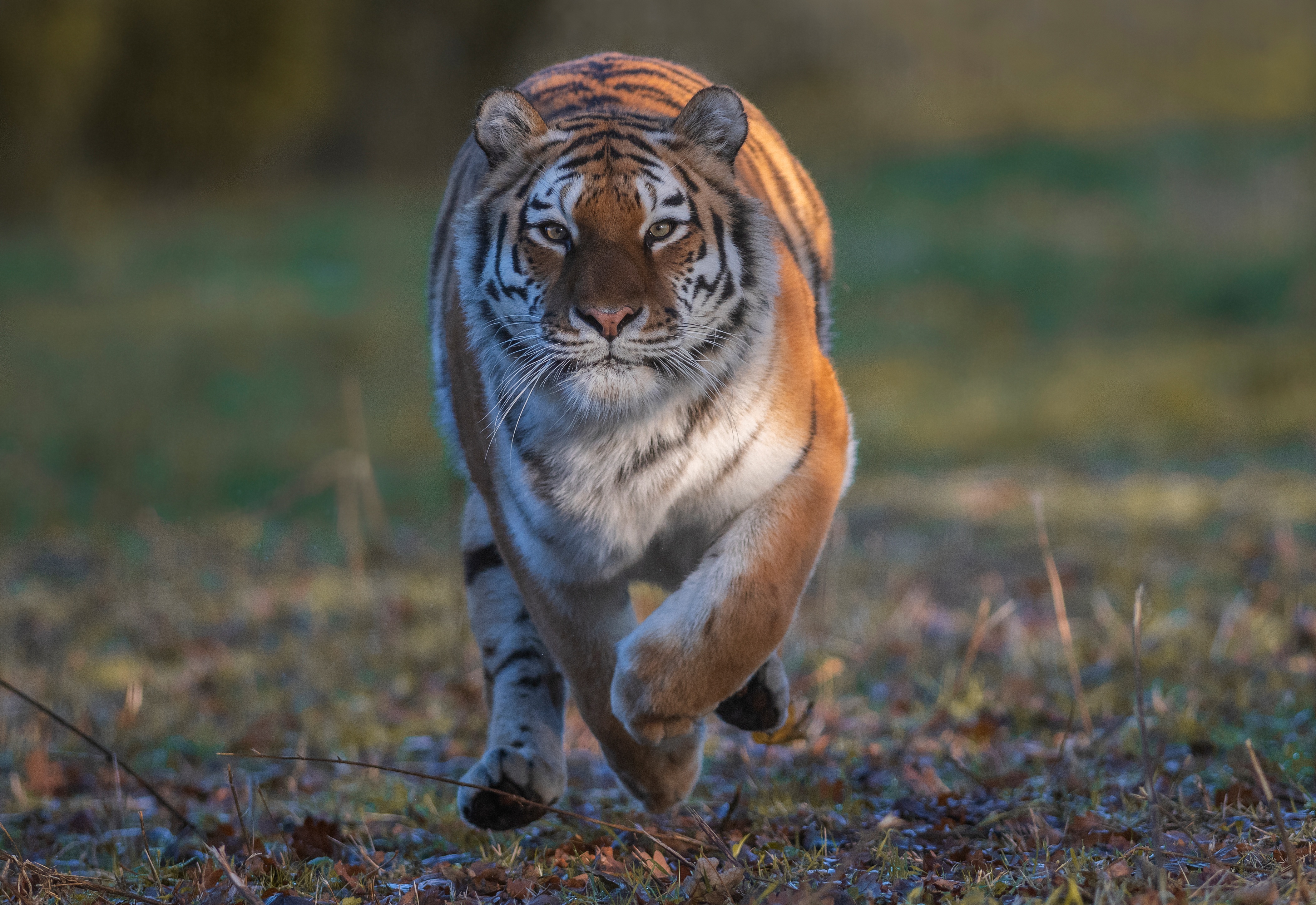 Tiger Running Wallpaper Hd