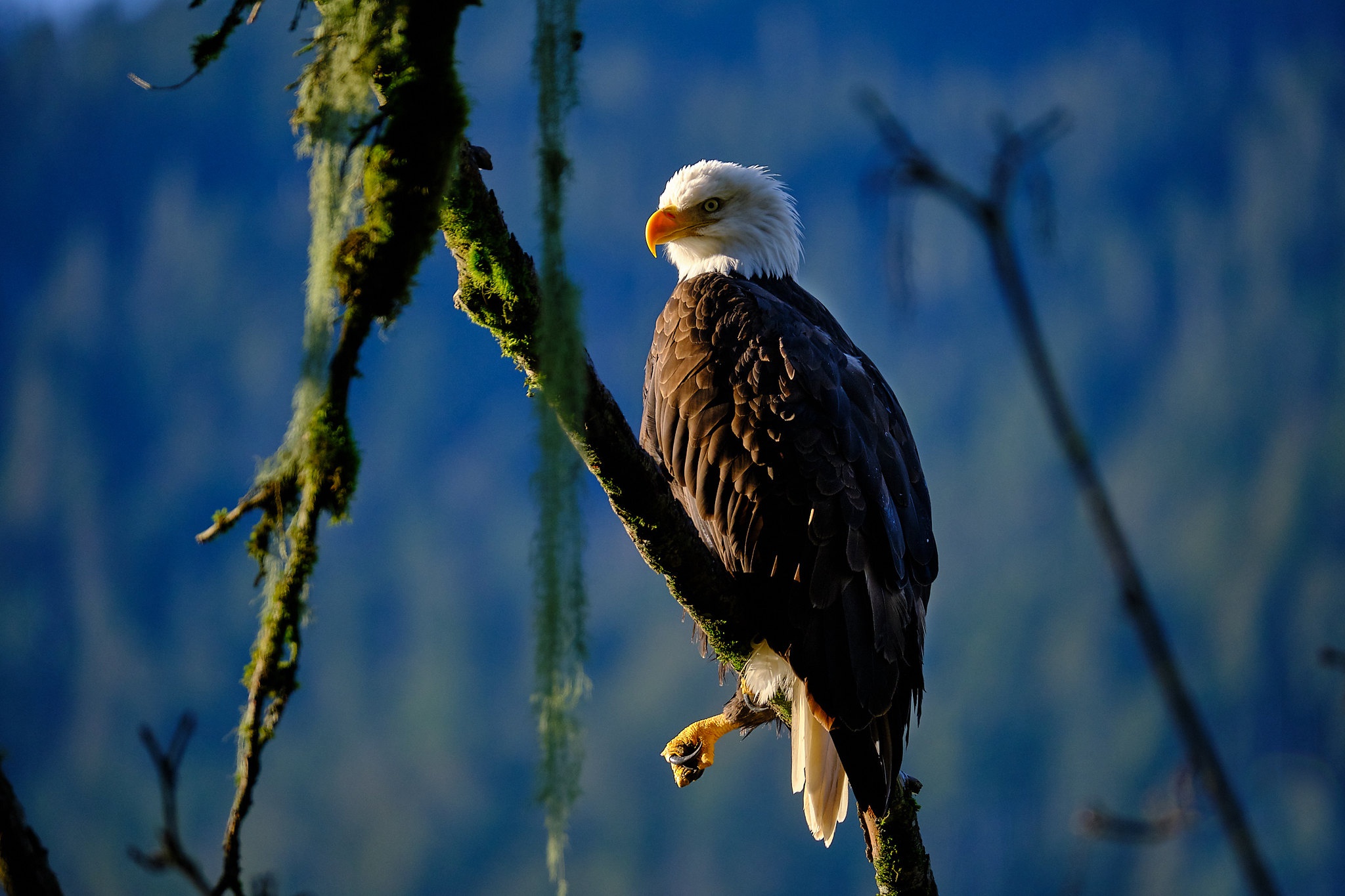Wallpaper Ndash Running Eagle