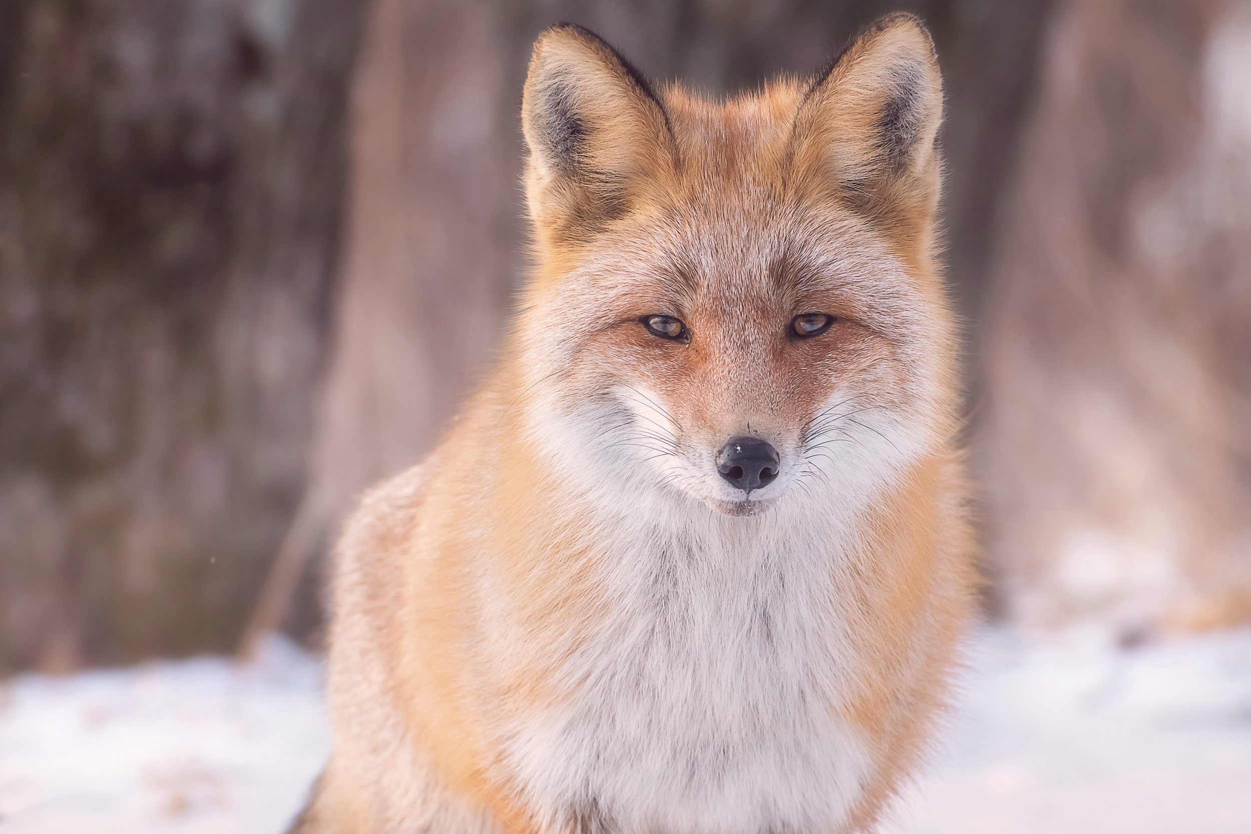 Download Stare Animal Fox HD Wallpaper