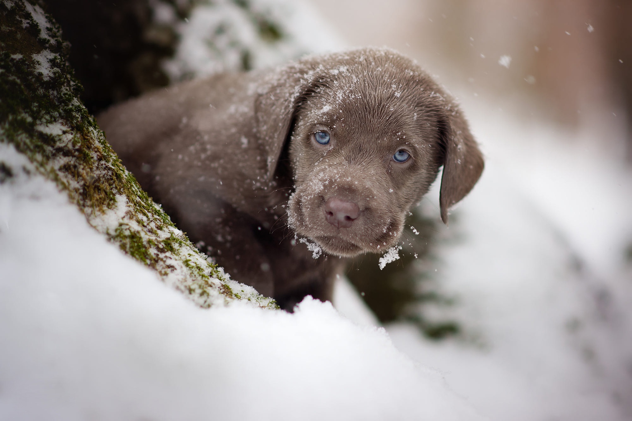 Download Winter Snow Puppy Baby Animal Dog Animal Labrador Retriever HD ...