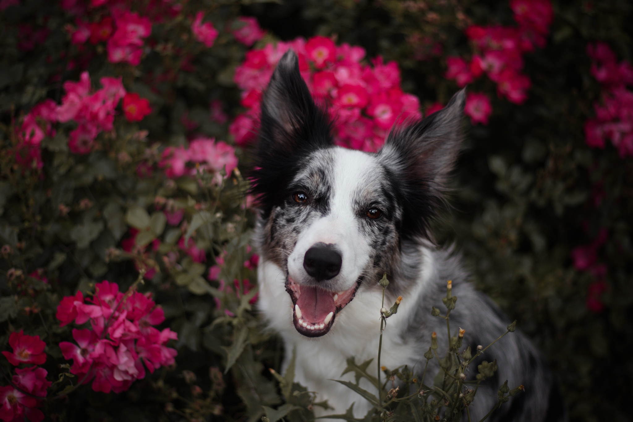 Download Pink Flower Dog Animal Border Collie HD Wallpaper