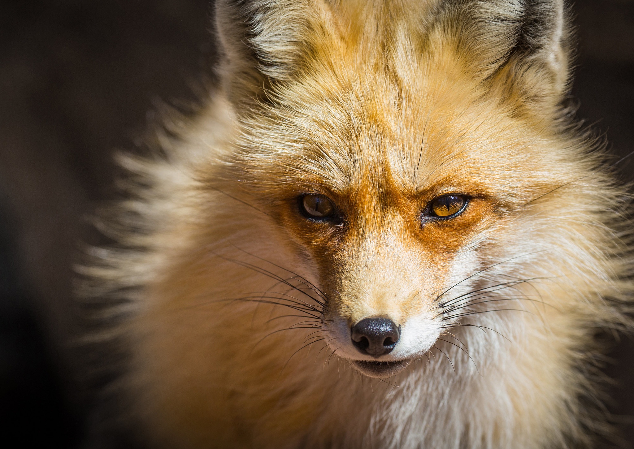 Download Animal Fox HD Wallpaper