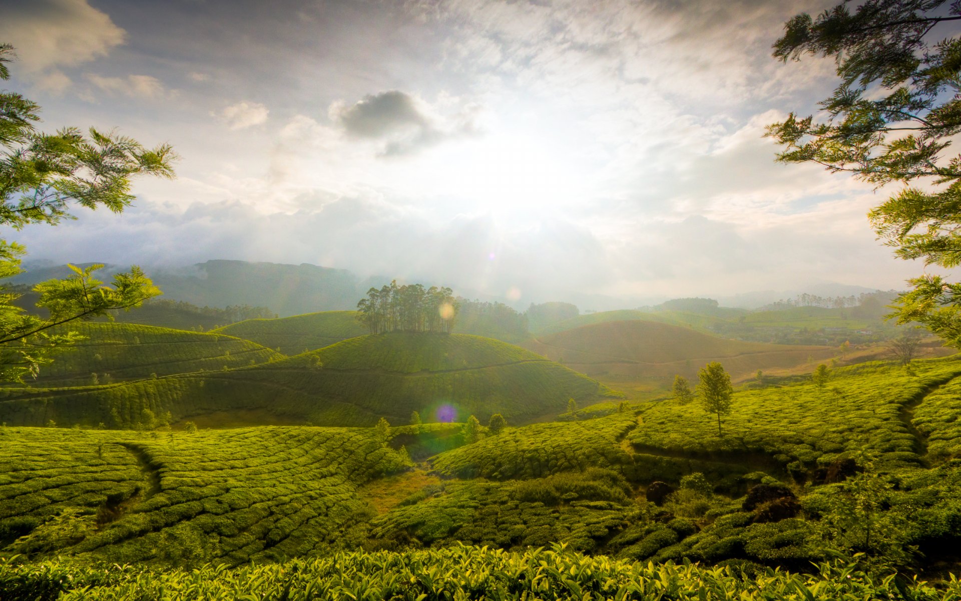 Sunlit Tea Hills of India: A Serene Mountain Nature View in HD by Piyush B