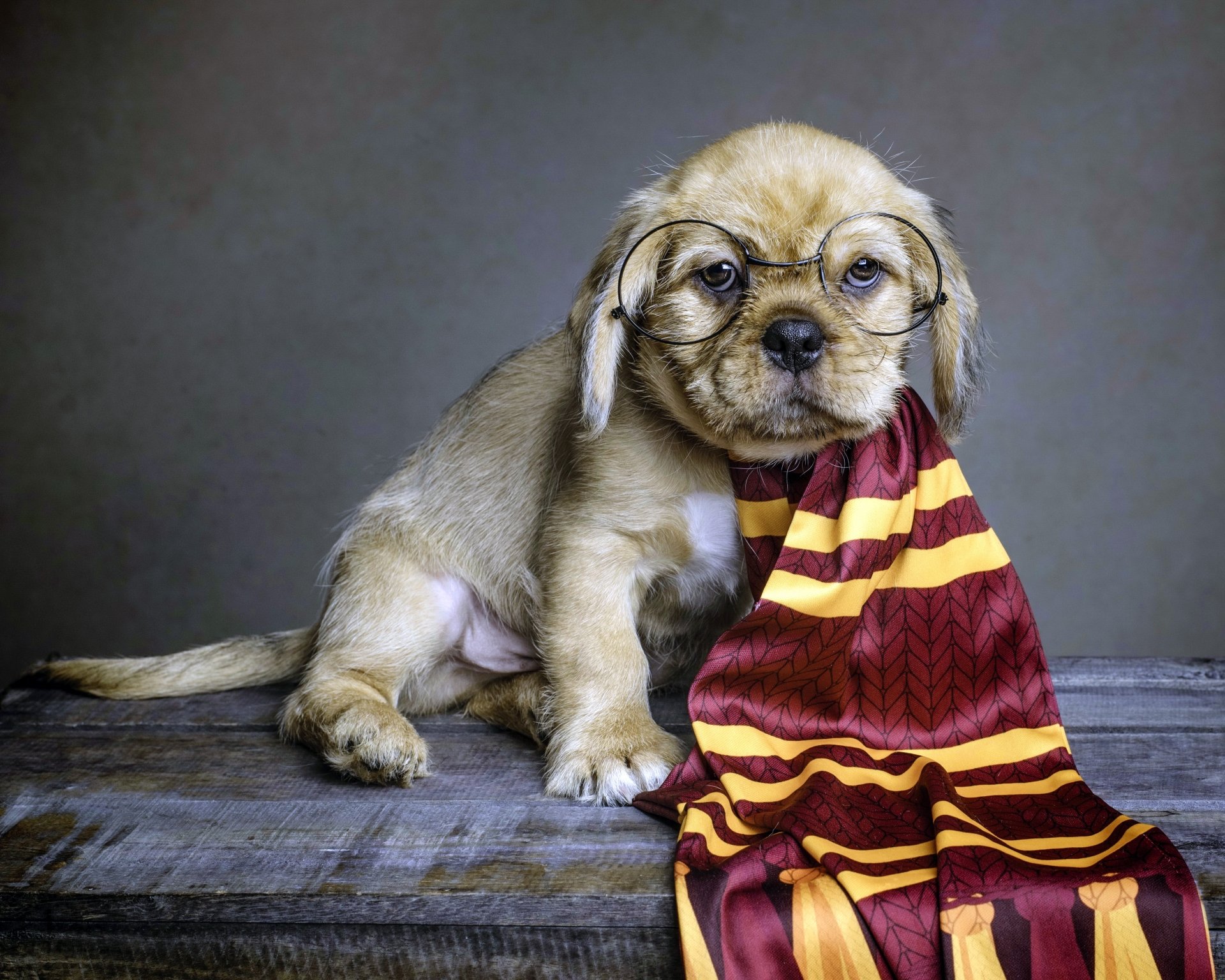 Ultra HD Gryffindor Pup: Bespectacled Puppy in Scarf by Michele ...