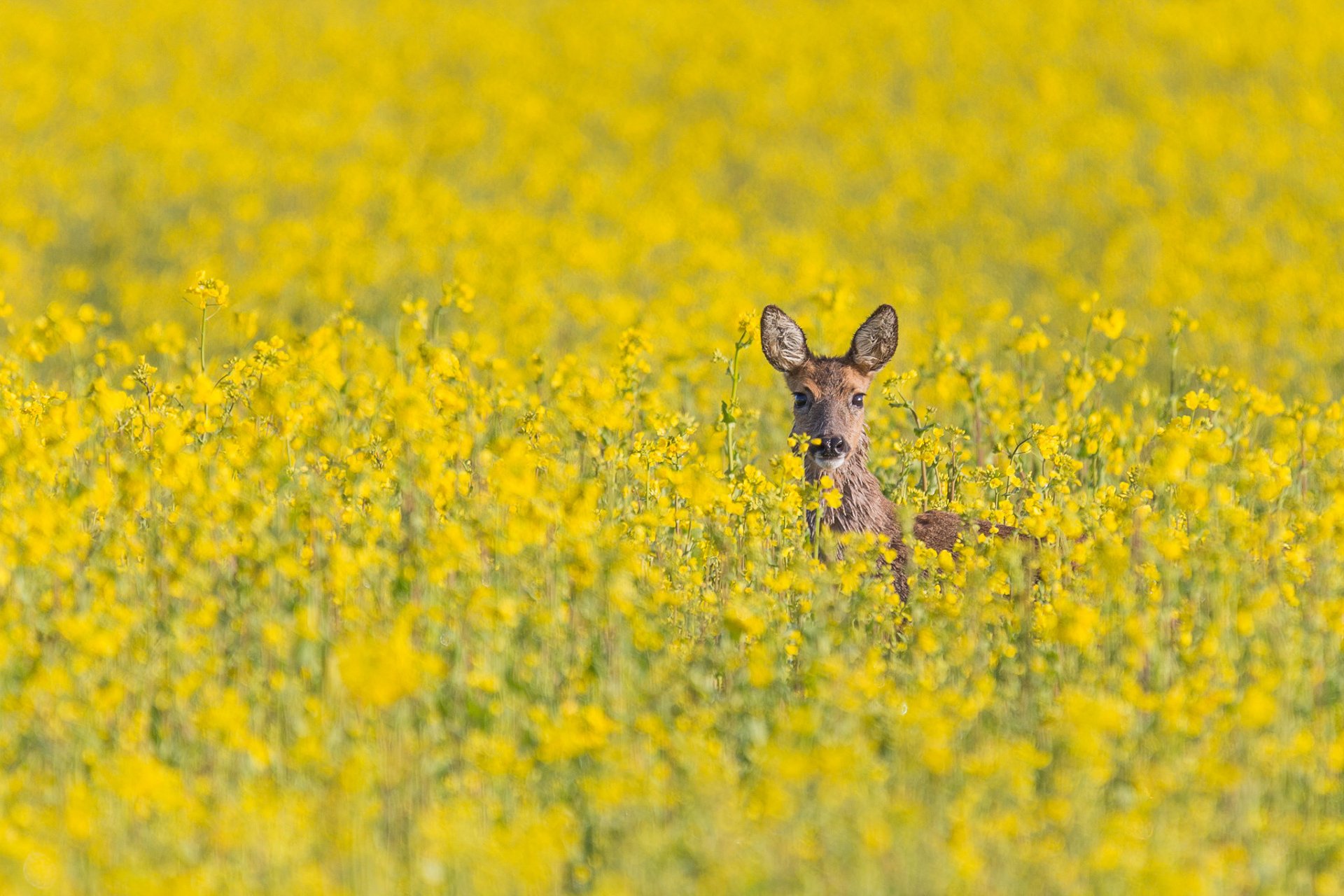 Download Rapeseed Yellow Flower Animal Deer HD Wallpaper