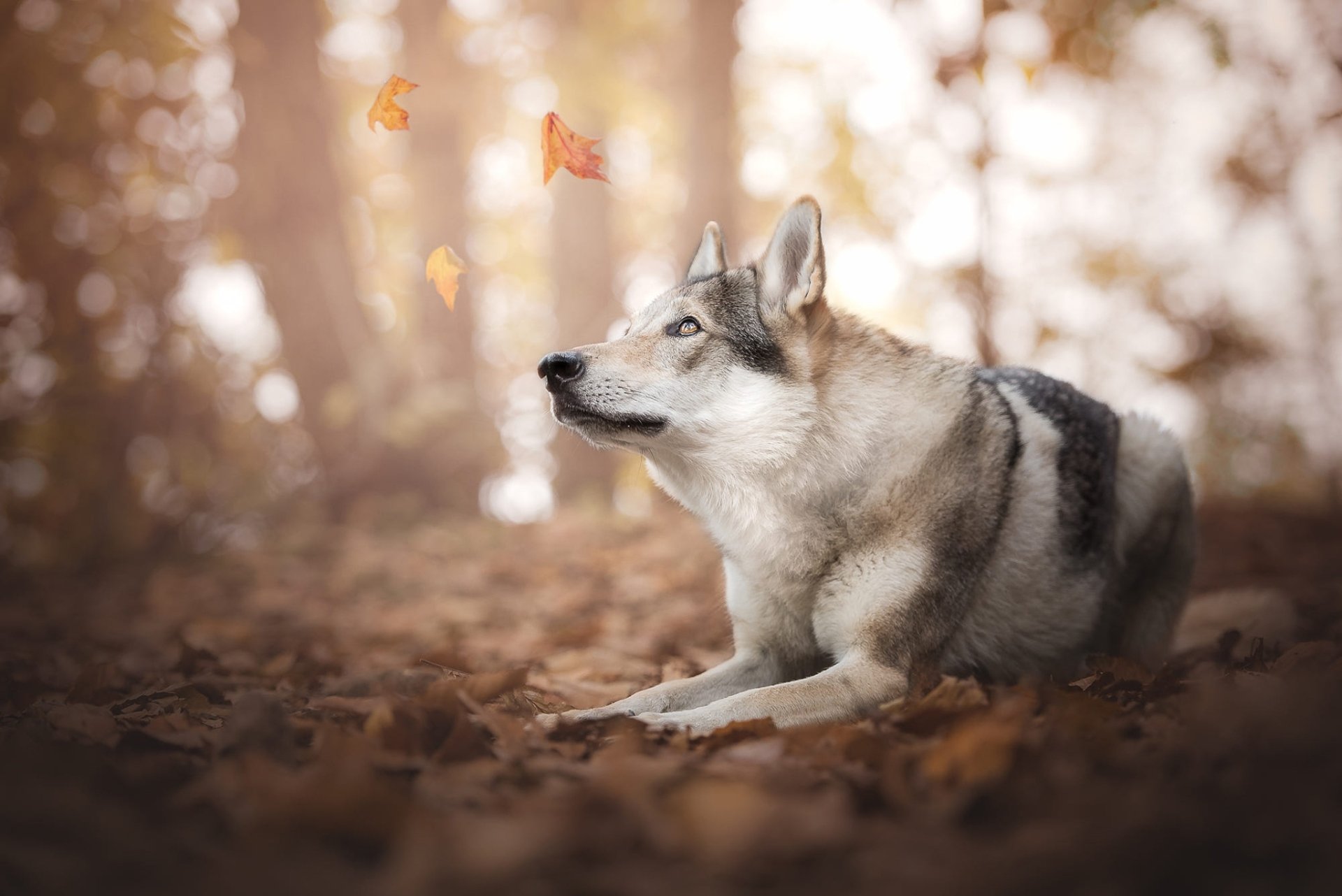 Download Bokeh Dog Animal Wolfdog HD Wallpaper
