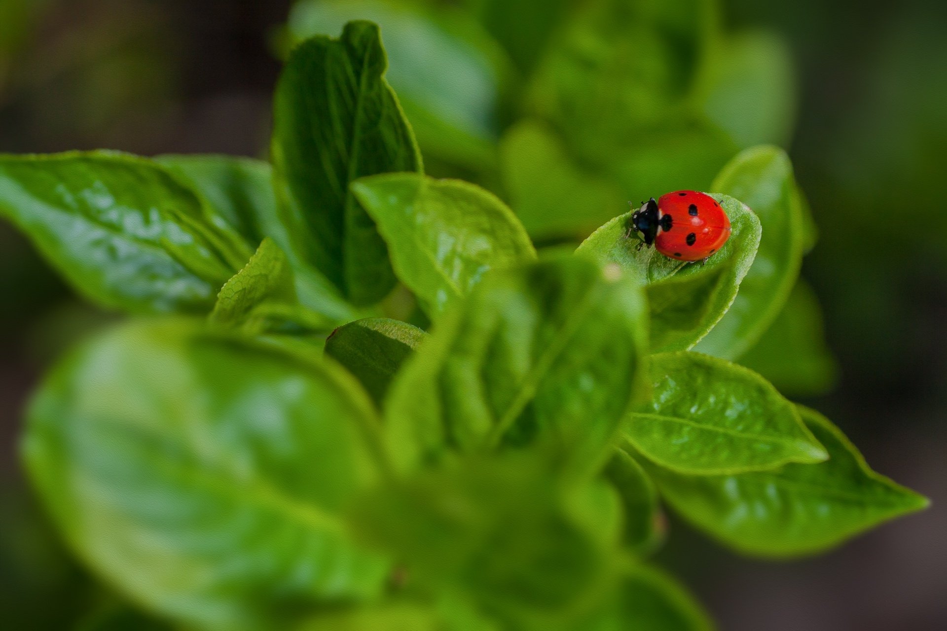 Ladybug HD Wallpaper
