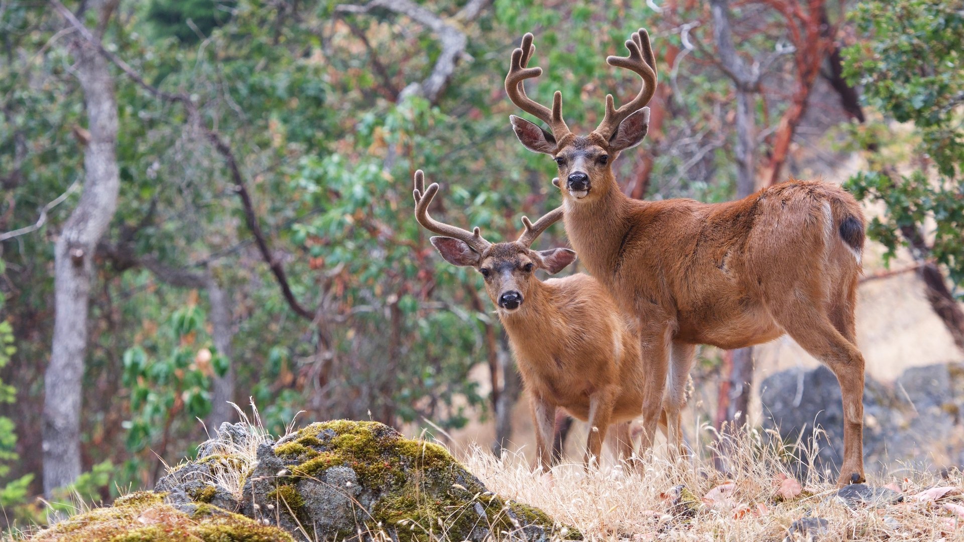 Download Animal Deer 4k Ultra HD Wallpaper | 3840x2160 | Wallpaper Abyss