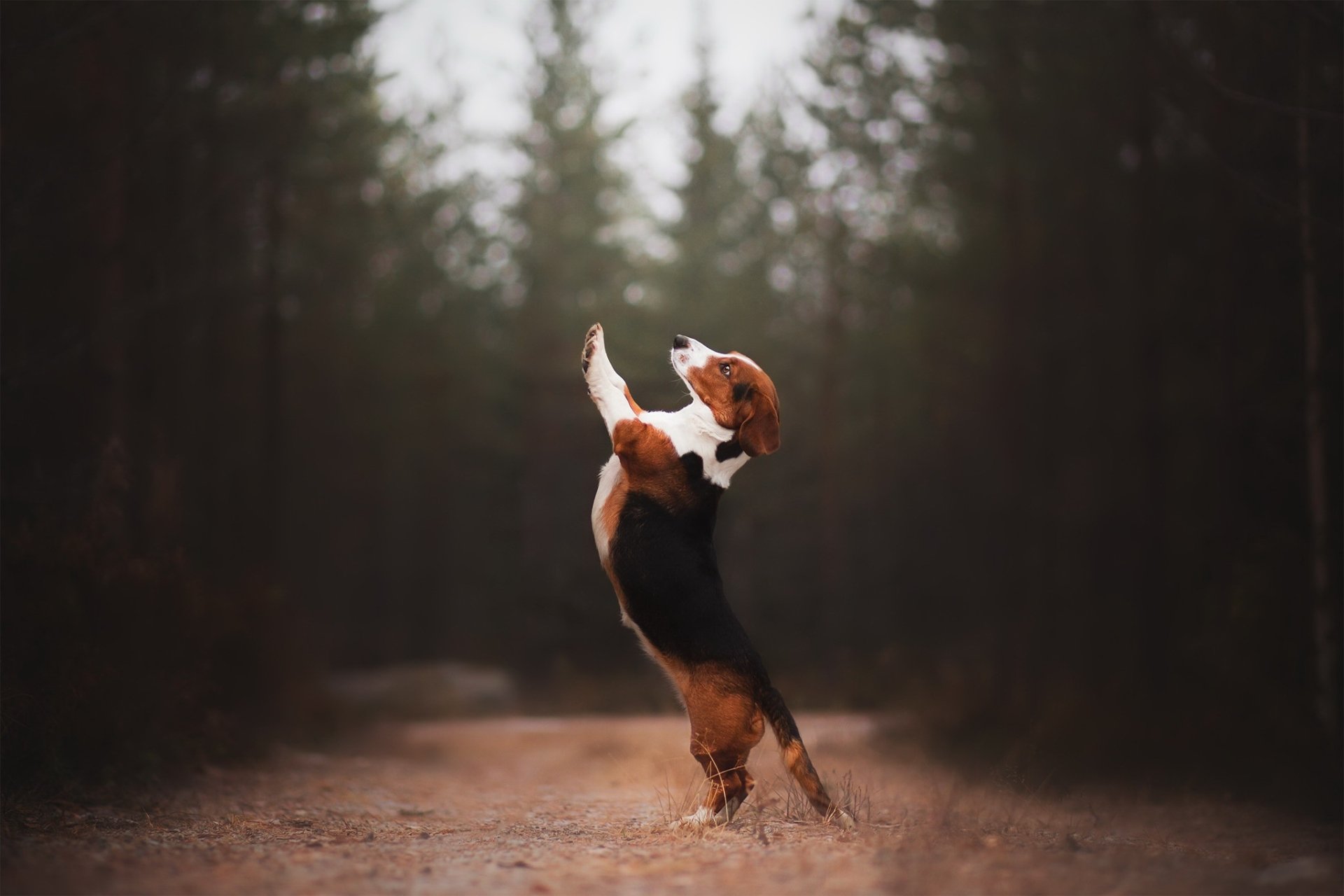 Download Depth Of Field Dog Animal Beagle HD Wallpaper | 2048x1365 ...