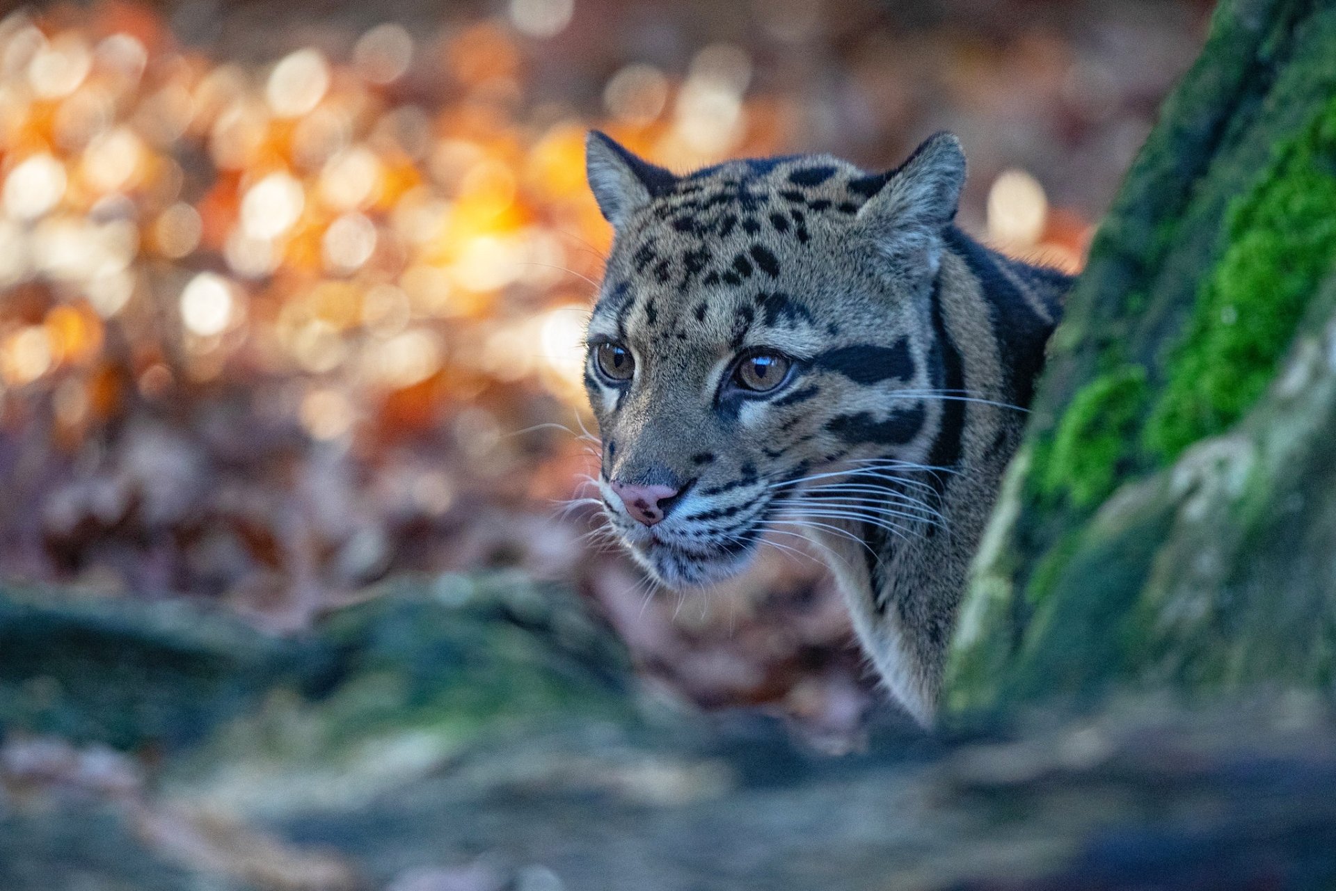 Download Bokeh Animal Clouded Leopard HD Wallpaper