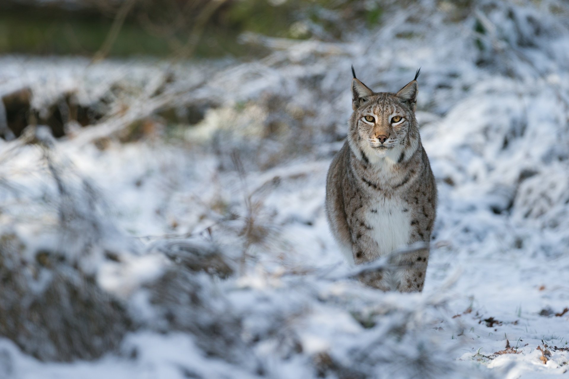 Majestic Lynx in Pristine Winter HD Wallpaper | 1920x1280 | Wallpaper Abyss