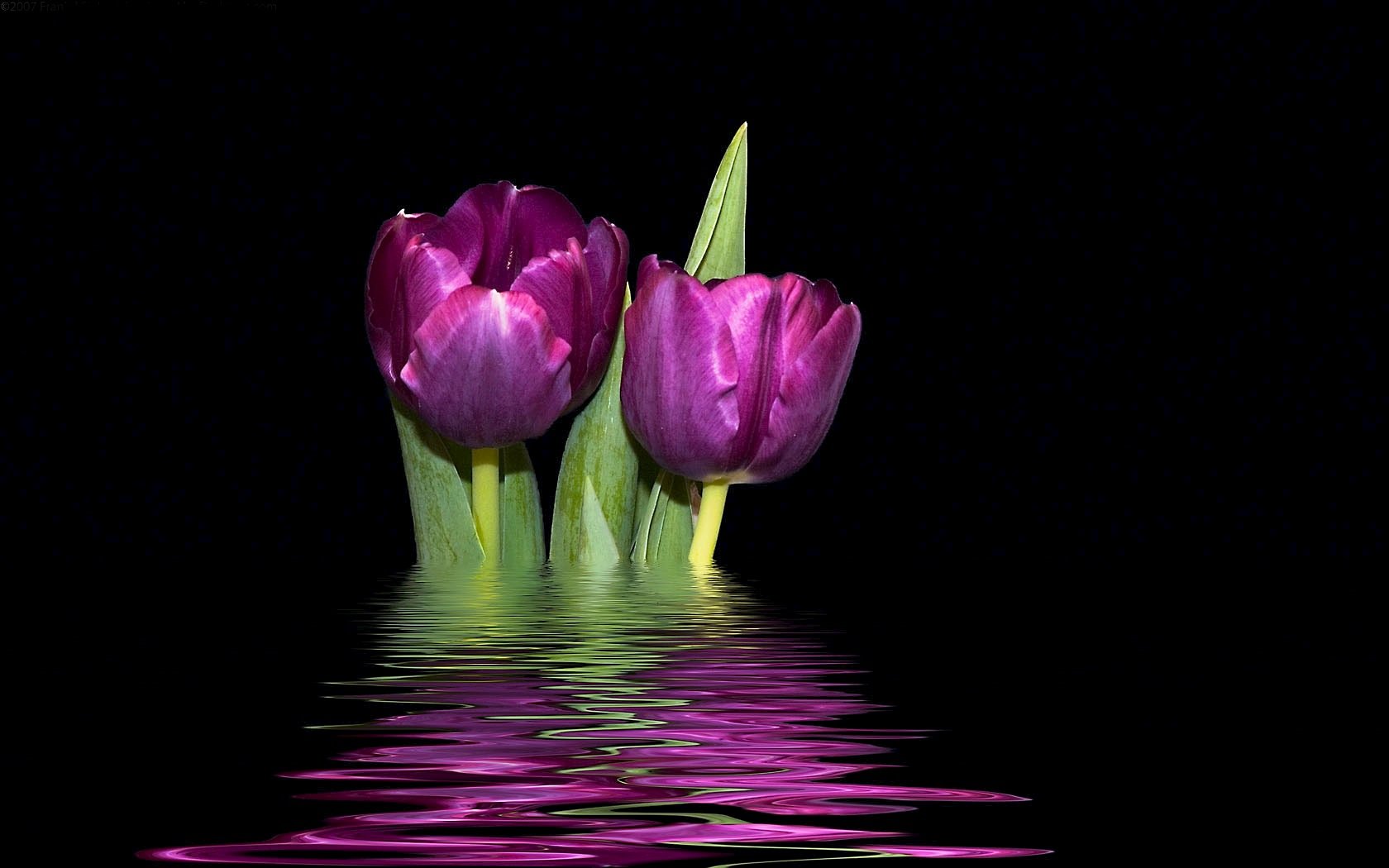 Midnight Tulip Reflections — HD Floral Nature Wallpaper | 1680x1050 ...
