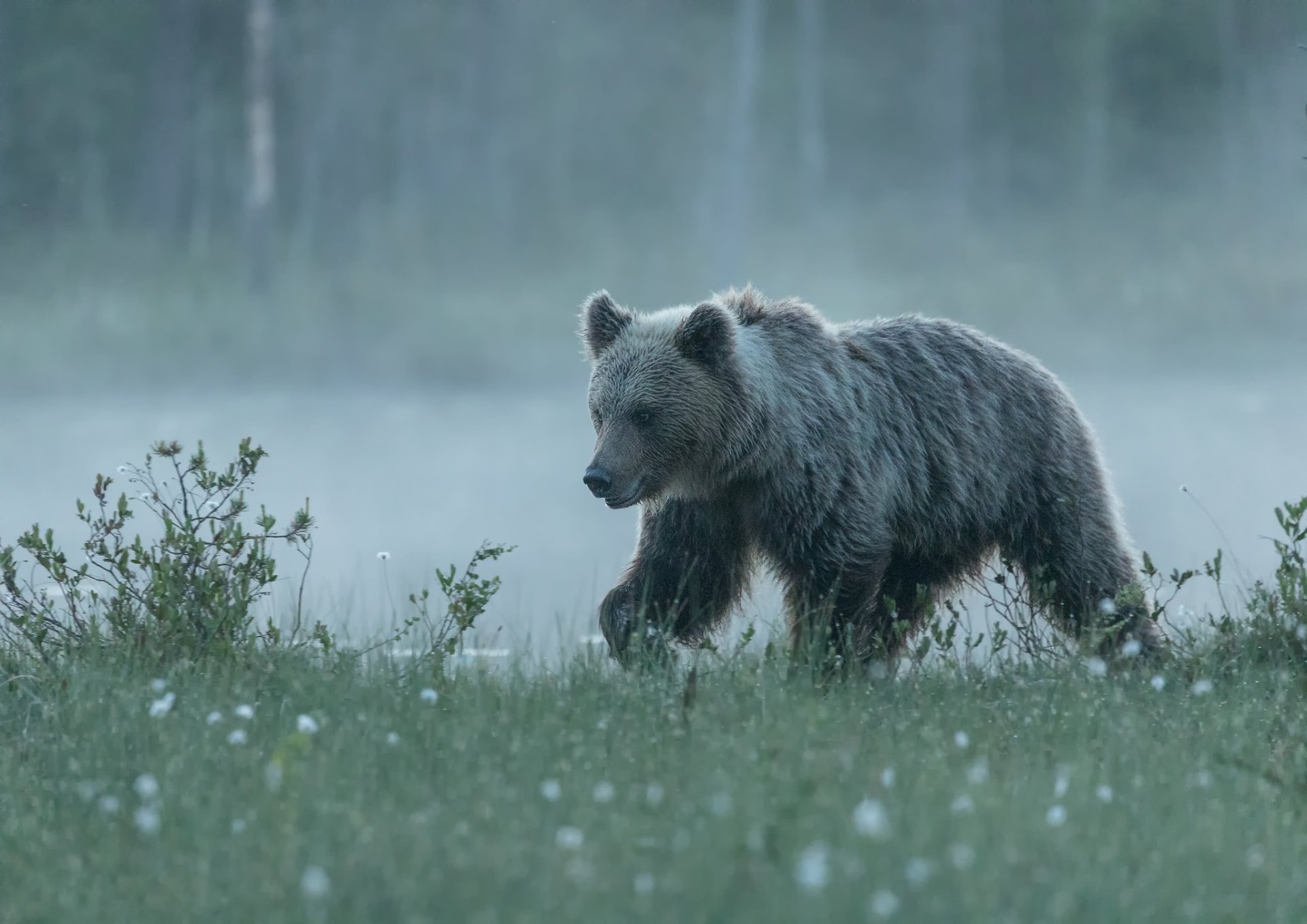 Download Fog Animal Bear HD Wallpaper