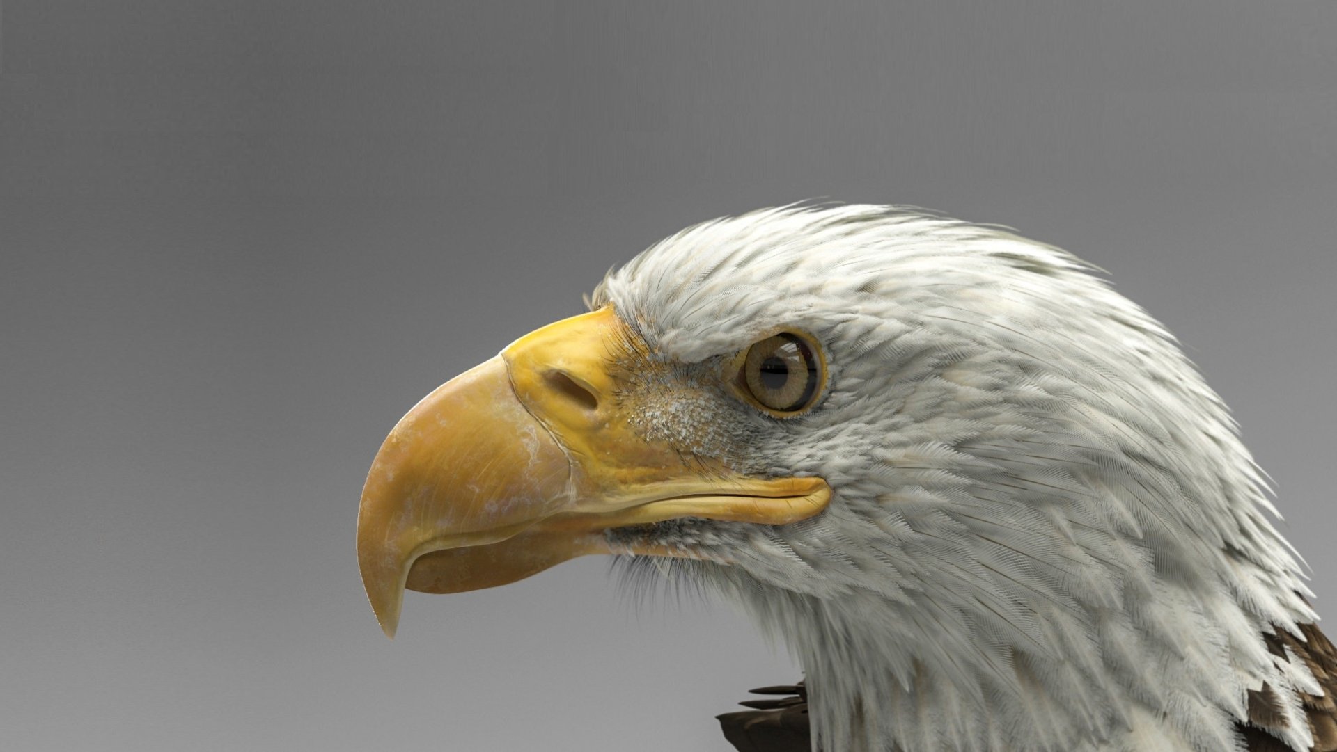 Download Profile Close-up Eagle Animal Bald Eagle HD Wallpaper ...