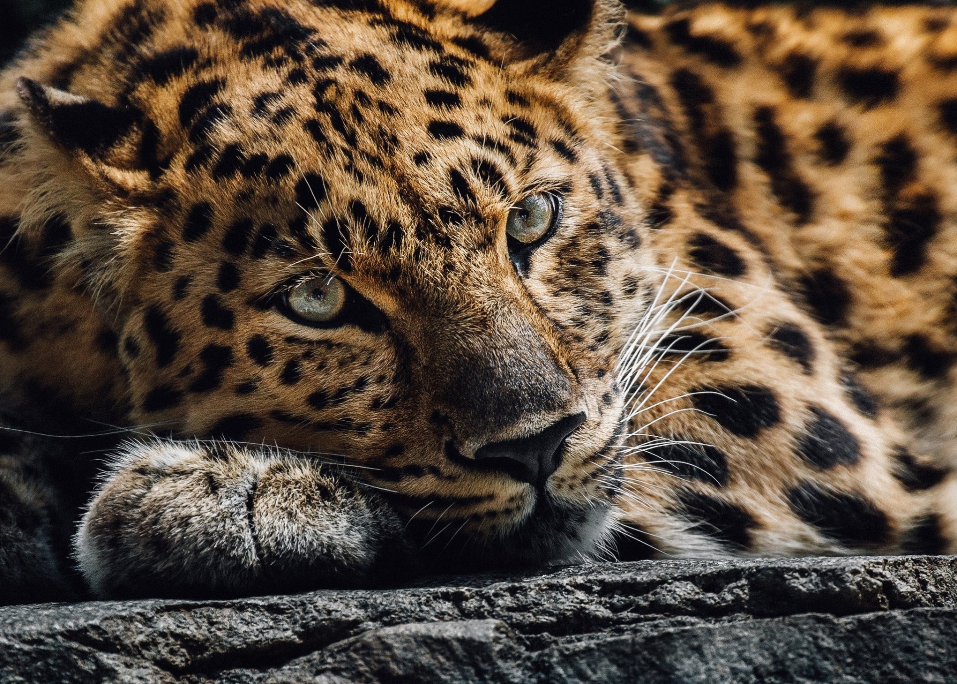Majestic Leopard Cub: Stunning HD Animal Wallpaper | 2048x1463 ...