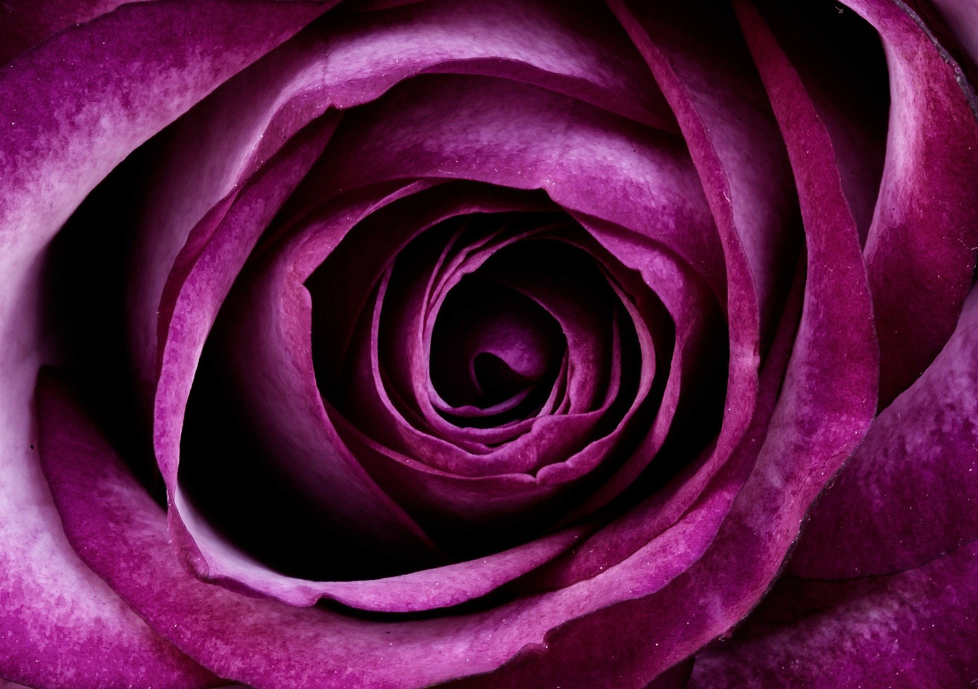 Download Purple Flower Nature Rose HD Wallpaper