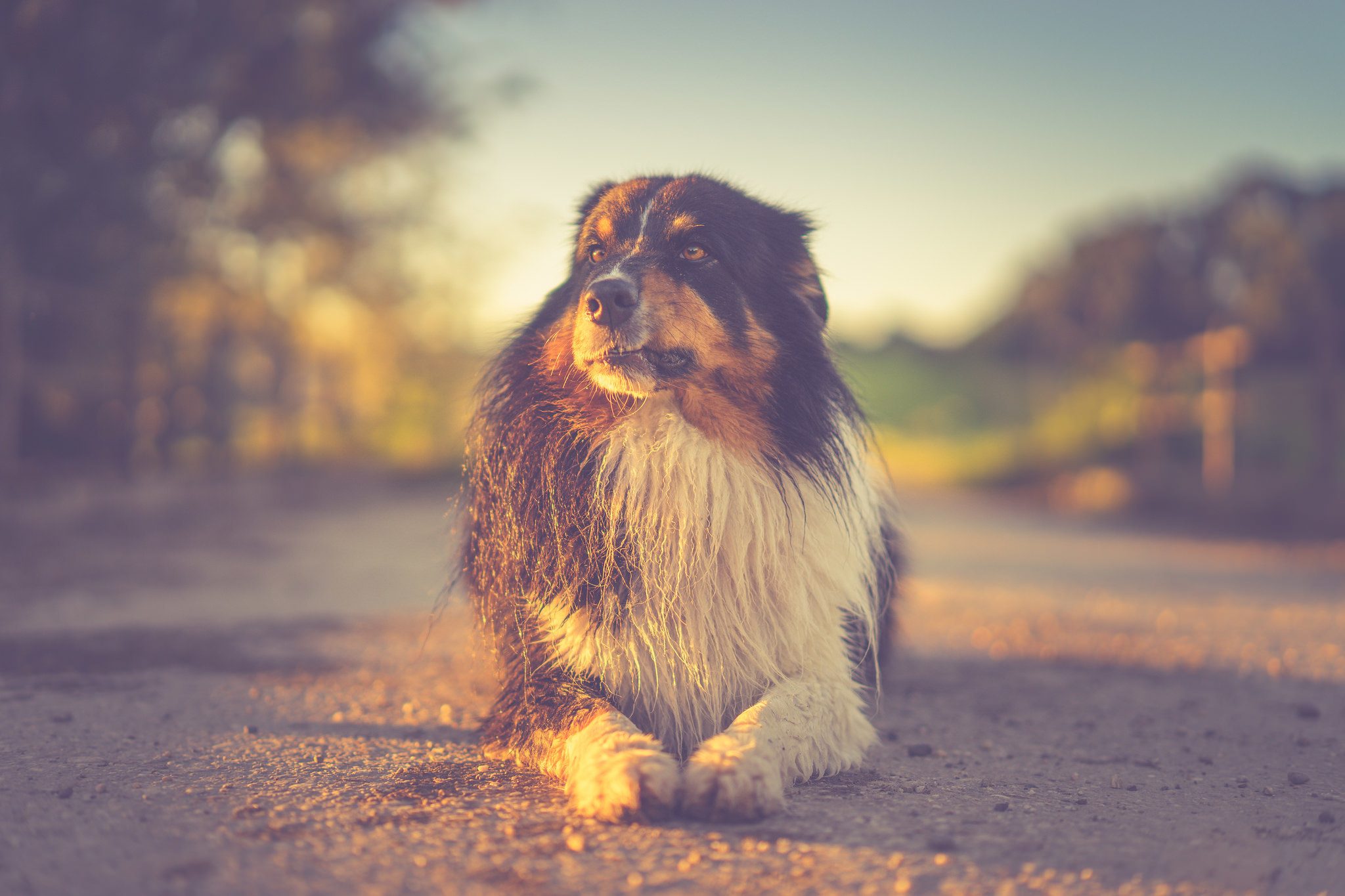 Download Depth Of Field Dog Animal Australian Shepherd HD Wallpaper