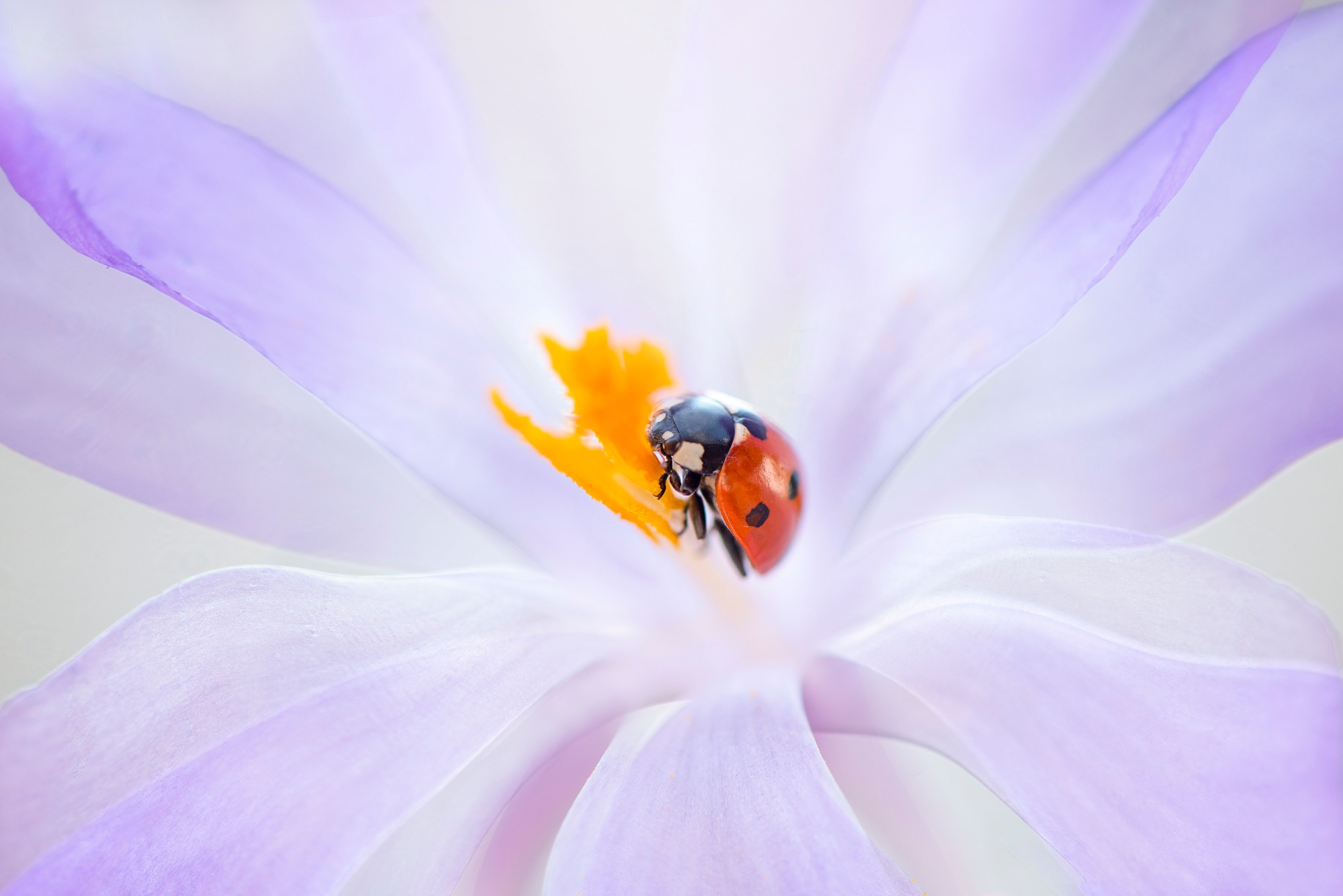 Download Insect Macro Flower Animal Ladybug HD Wallpaper