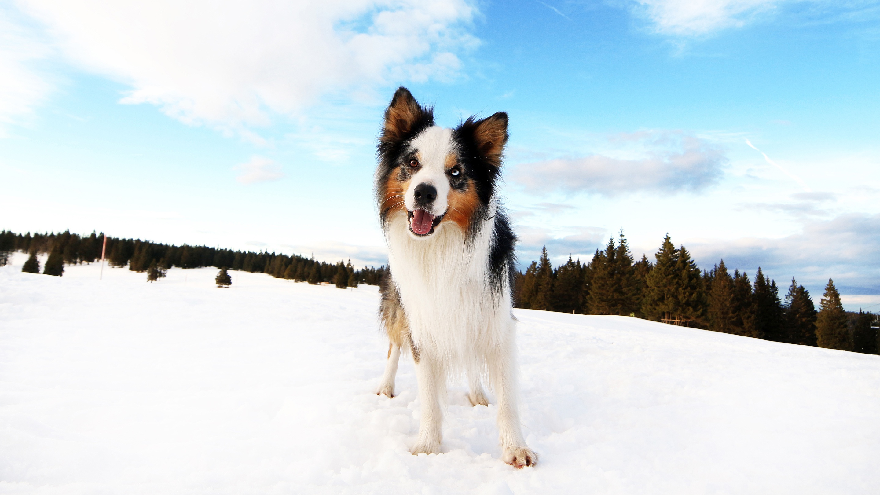 Border Collie Dog Winter Wallpaper Dogs, Border Collie, Dog, Pet,