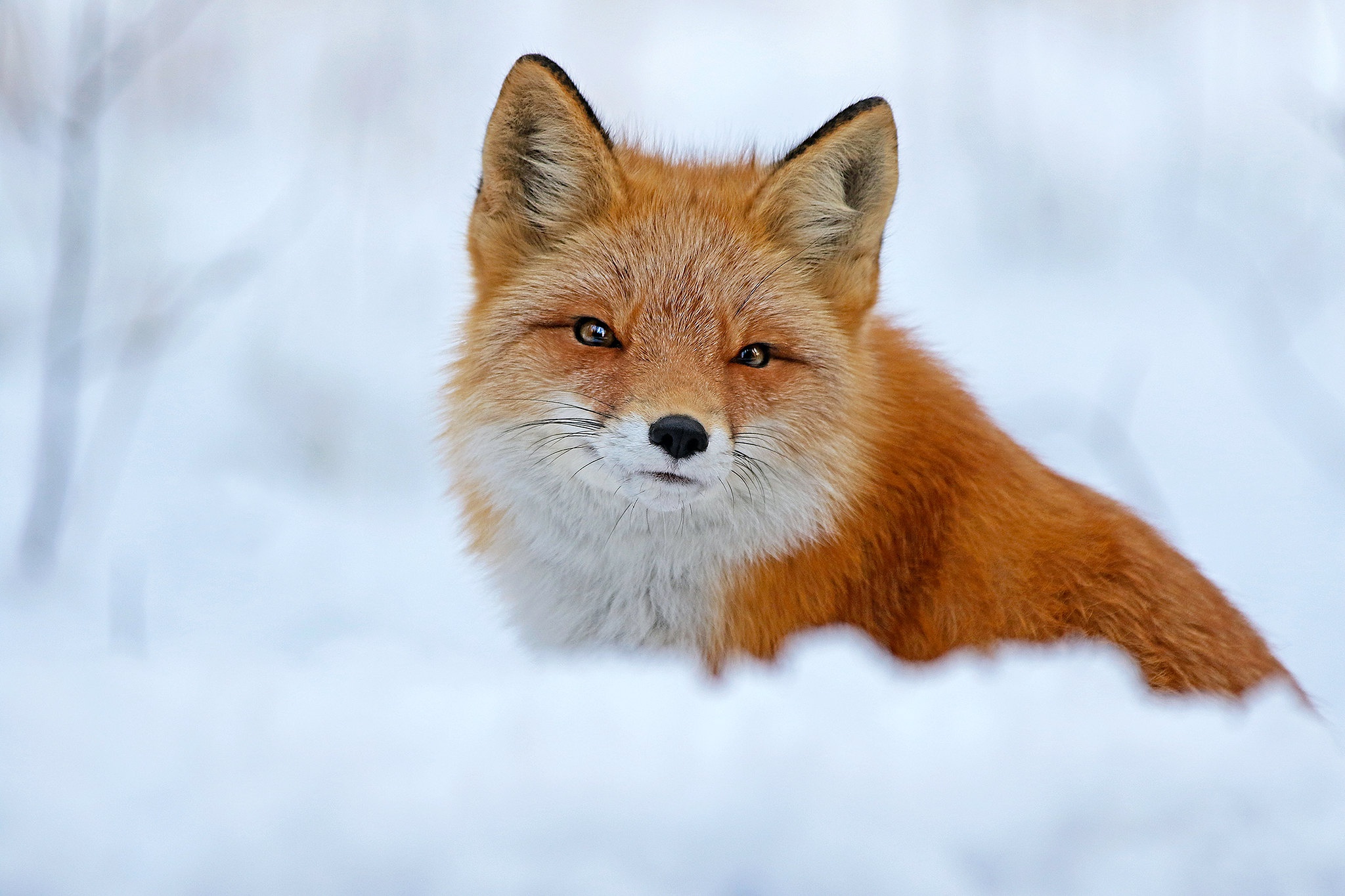 Winter Animal Desktop Wallpaper Cold Animals Hi Res Stock Photography