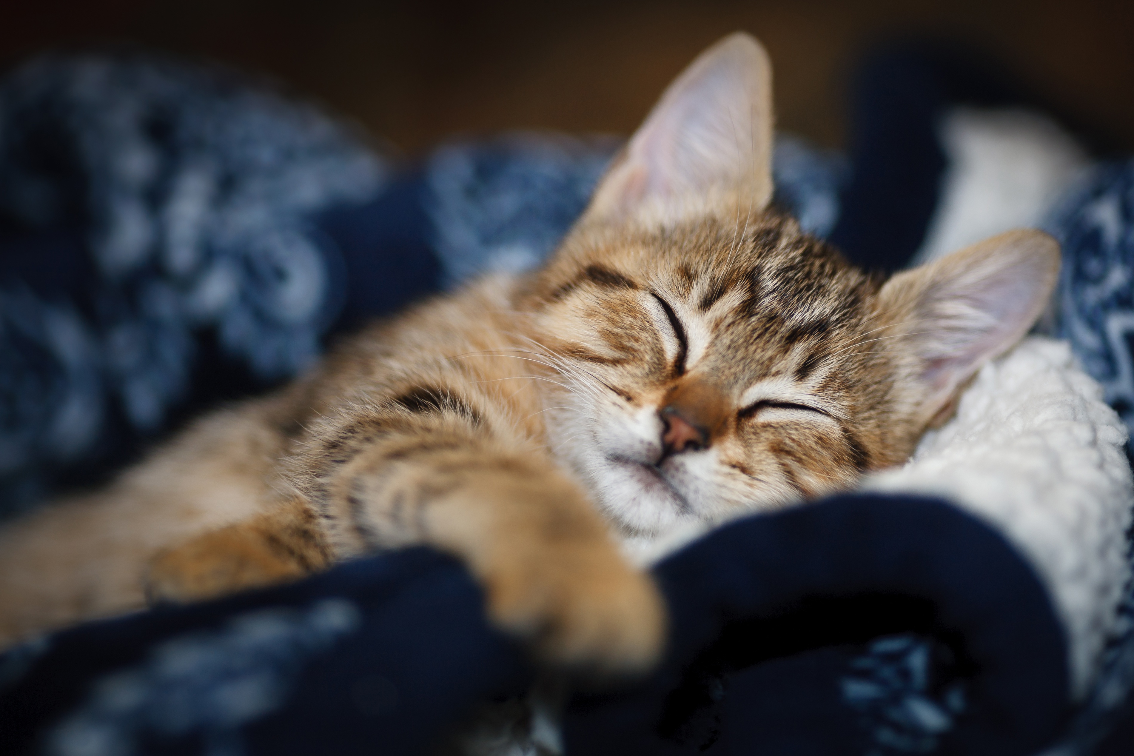 Download Sleeping Animal Cat HD Wallpaper