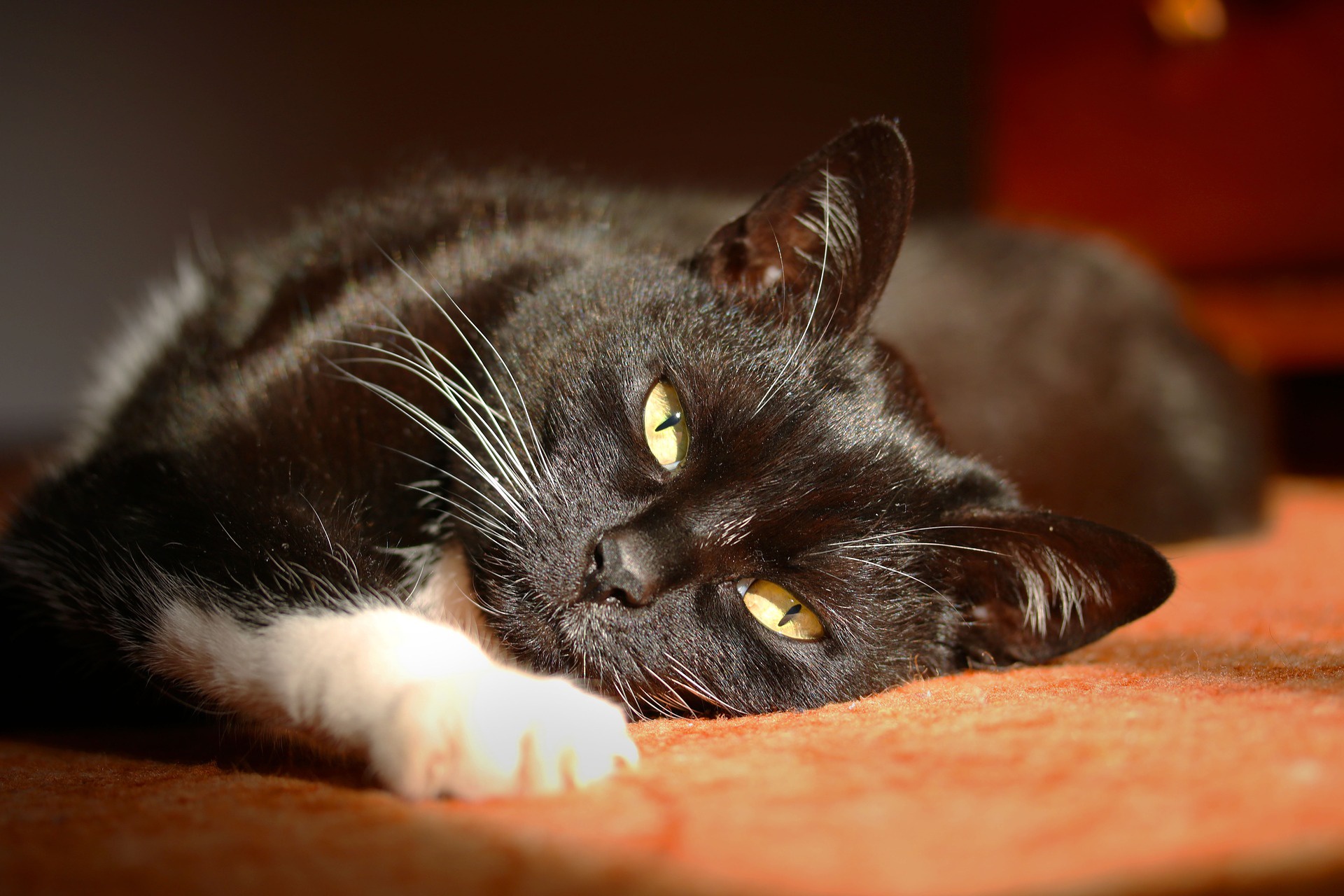 Download Stare Animal Cat HD Wallpaper