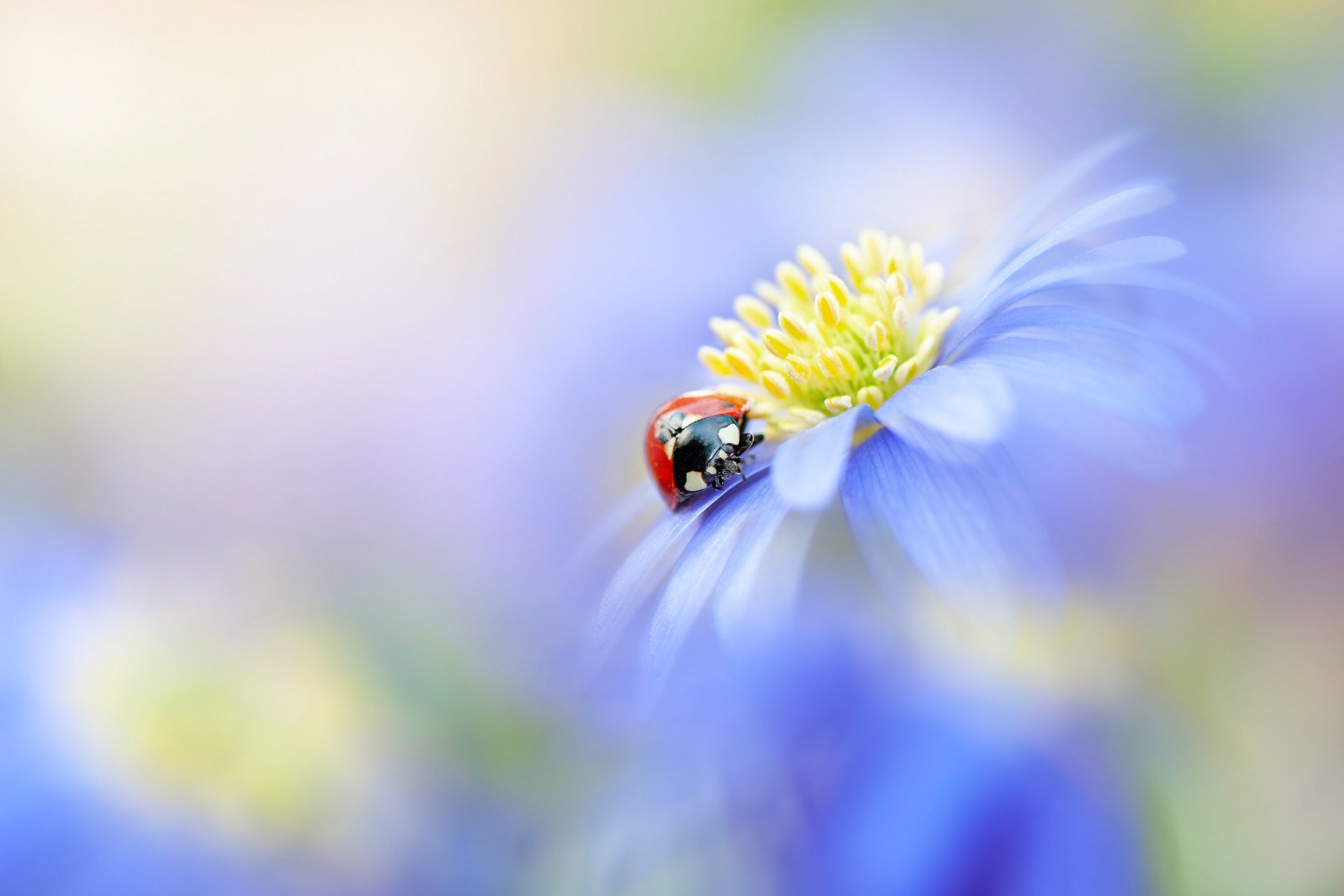 Download Insect Macro Flower Animal Ladybug HD Wallpaper