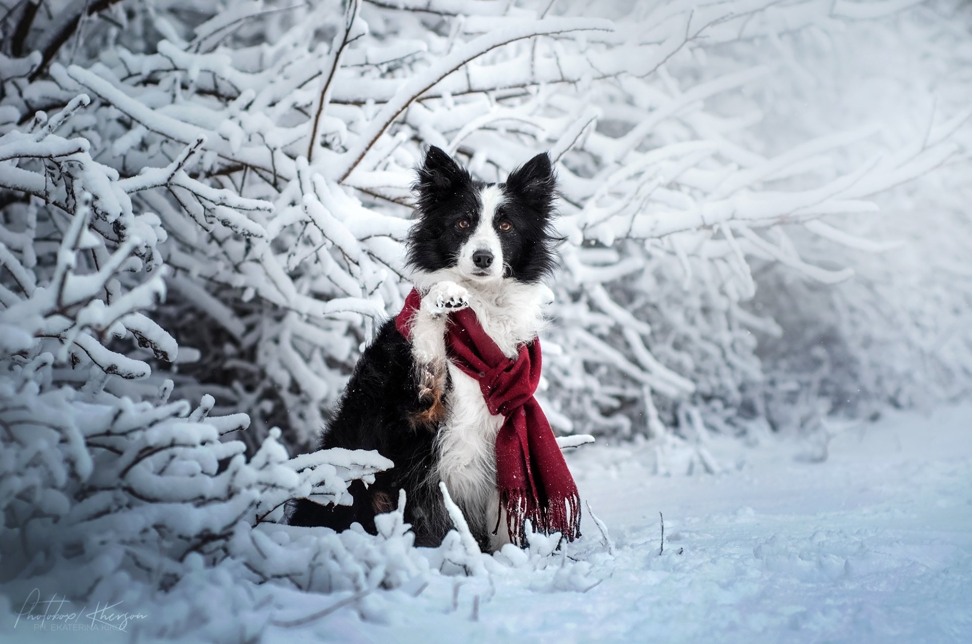 Download Scarf Dog Snow Winter Animal Border Collie HD Wallpaper