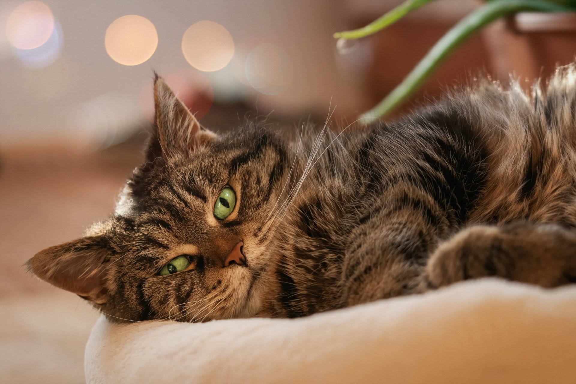 Download Animal Cat 4k Ultra HD Wallpaper