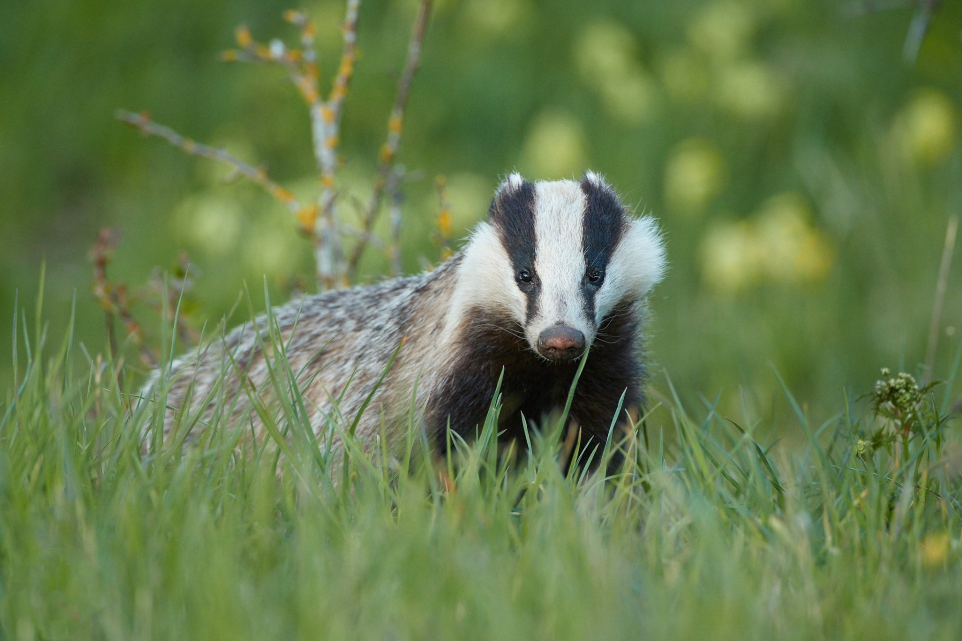 Download Animal Badger HD Wallpaper