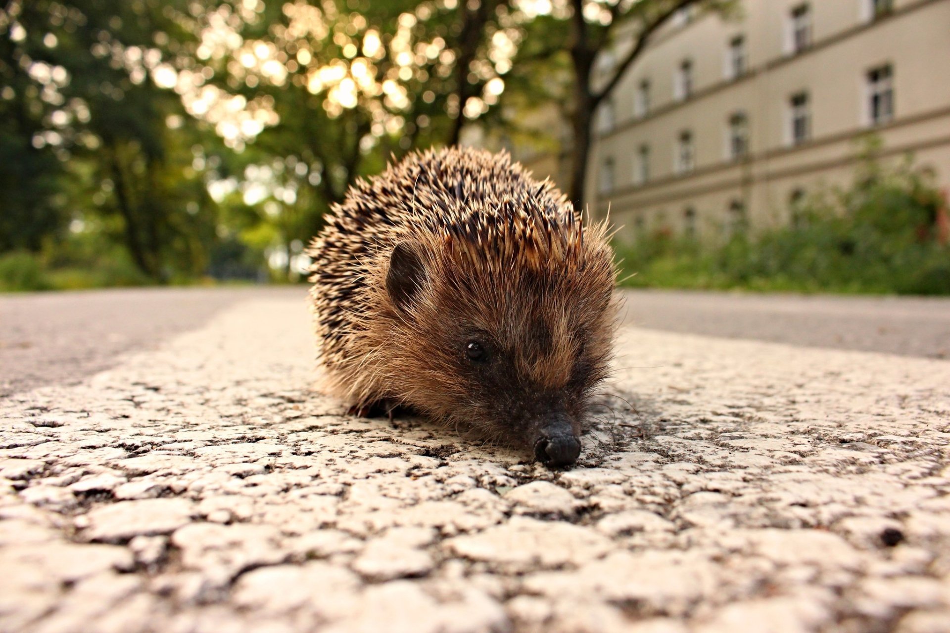 Download Depth Of Field Animal Hedgehog HD Wallpaper