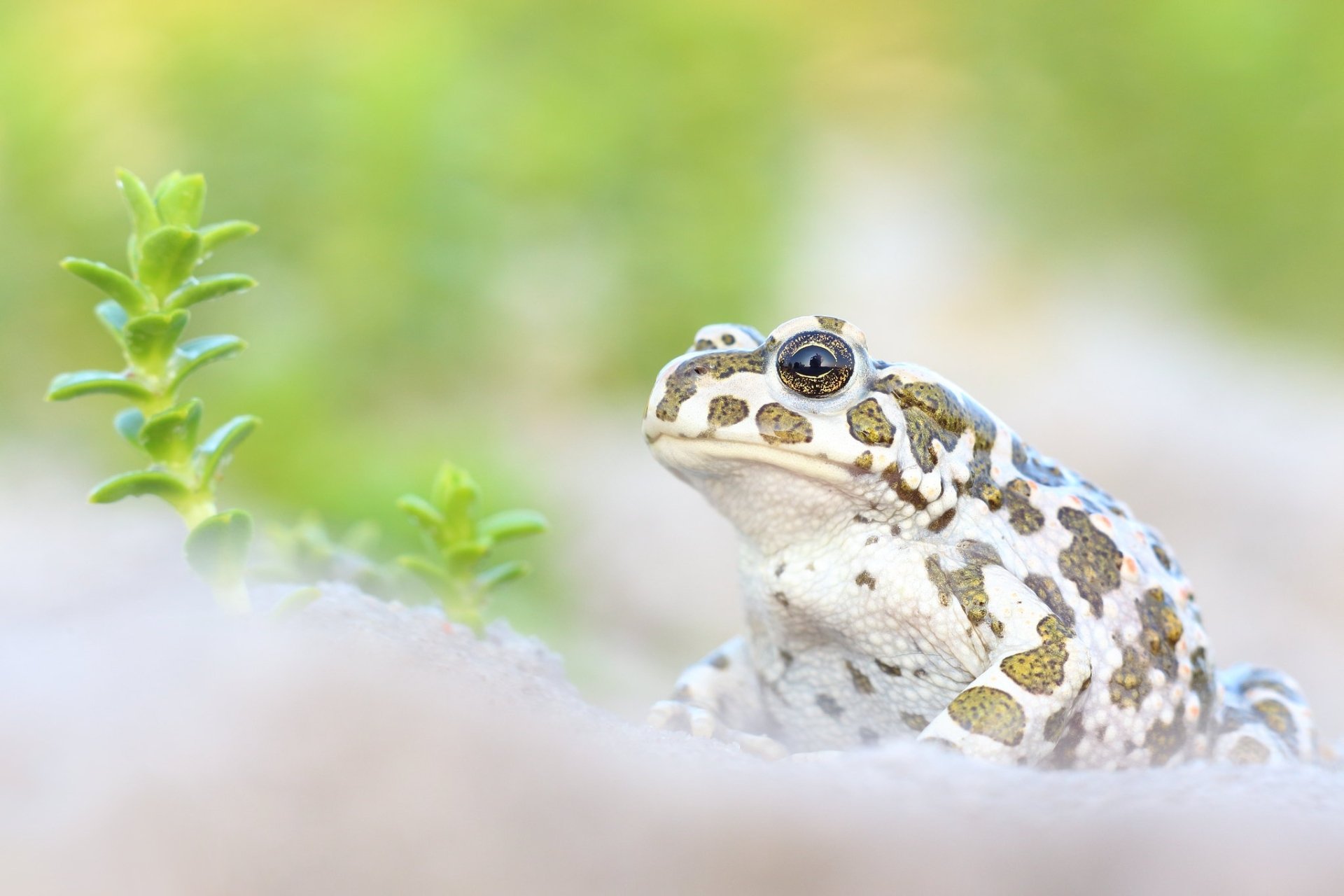 Download Amphibian Animal Toad HD Wallpaper