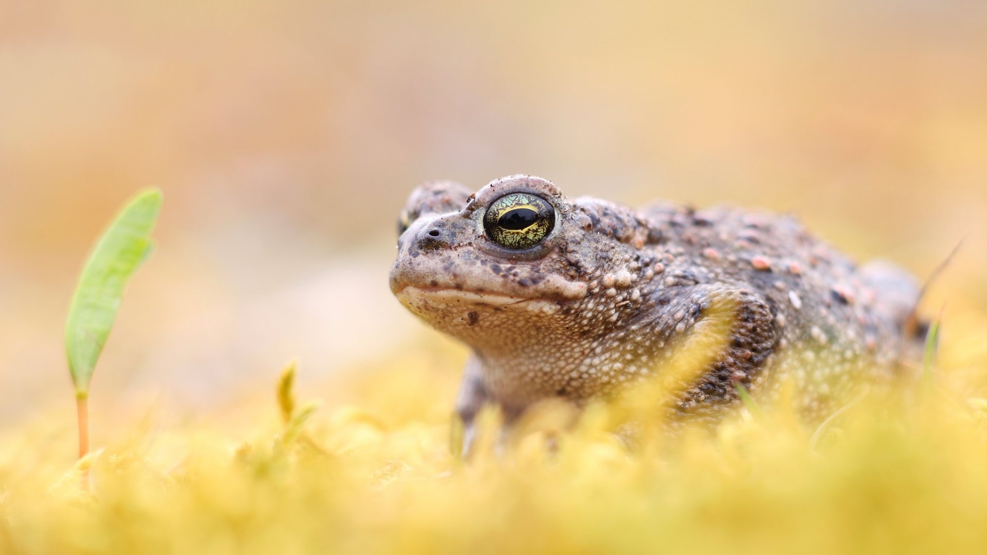 Download Amphibian Animal Toad HD Wallpaper