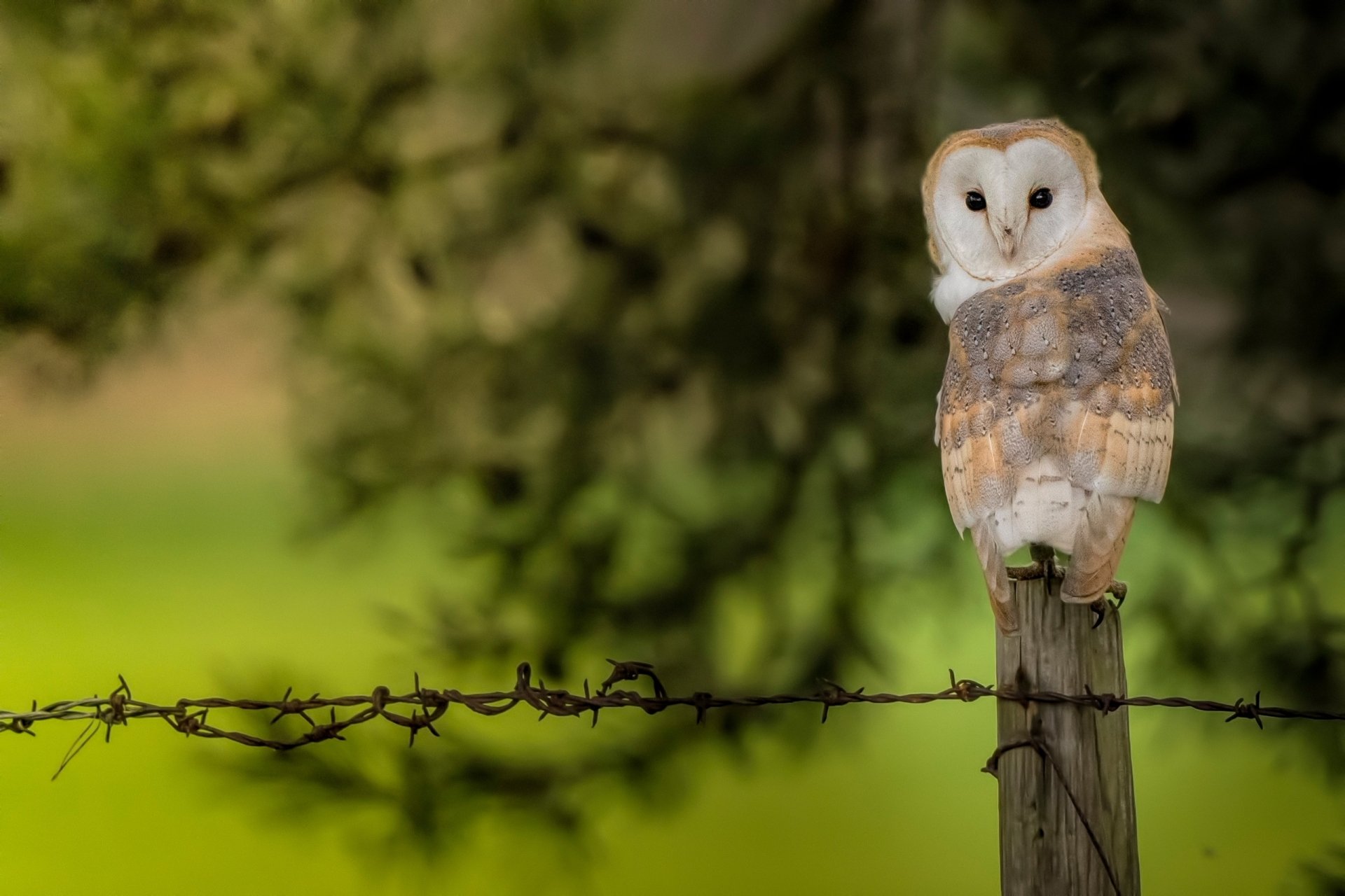 Download Depth Of Field Bird Owl Animal Barn Owl HD Wallpaper ...