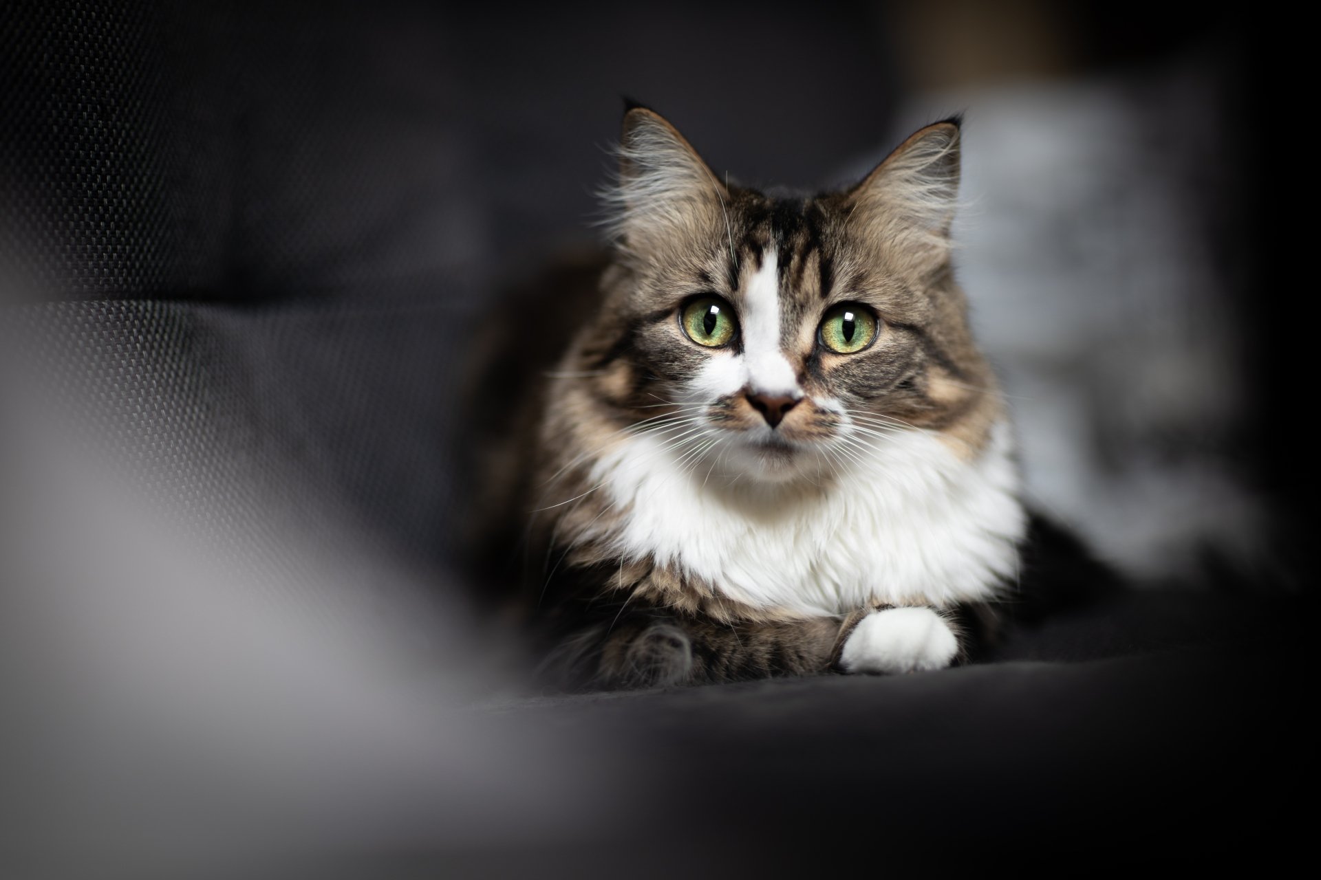 Download Stare Animal Cat 4k Ultra HD Wallpaper | 6720x4480 | Wallpaper ...