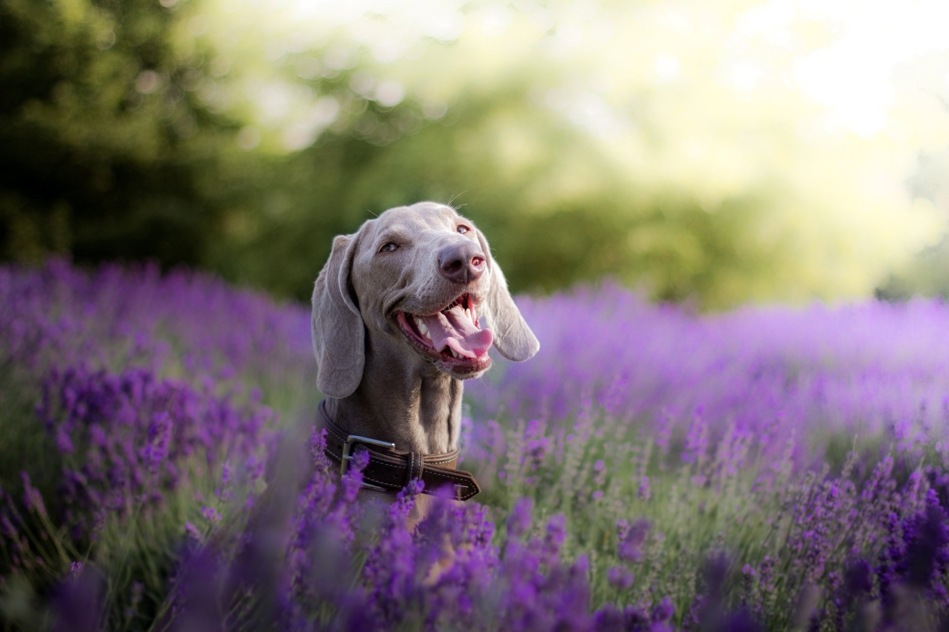 Download Lavender Dog Animal Weimaraner HD Wallpaper